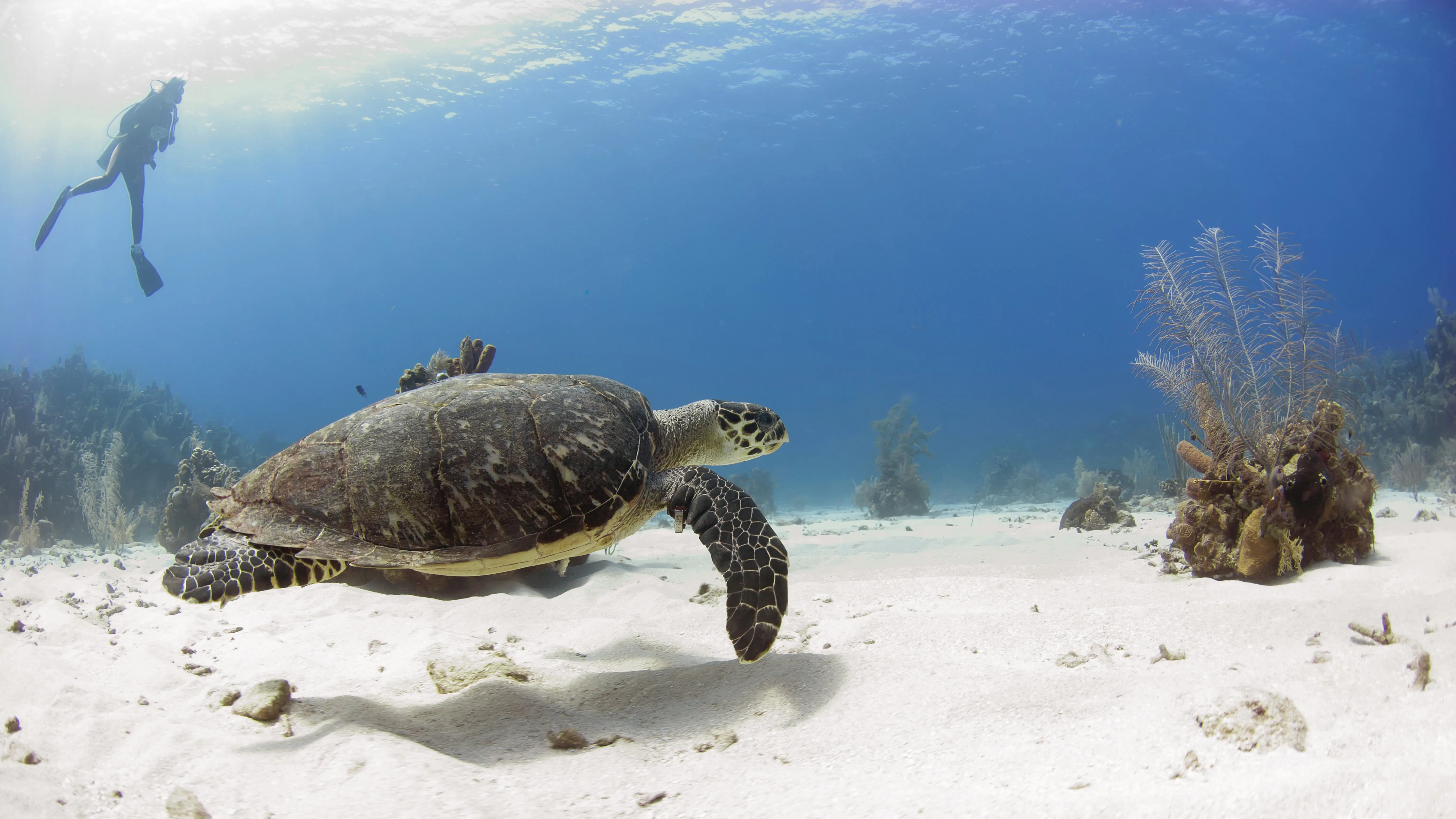 8 of the best places to dive in the Caribbean - Lonely Planet