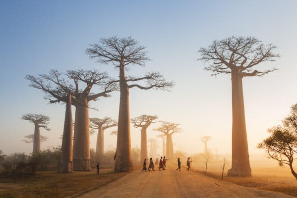 Madagascar: an island unlike any other - Lonely Planet
