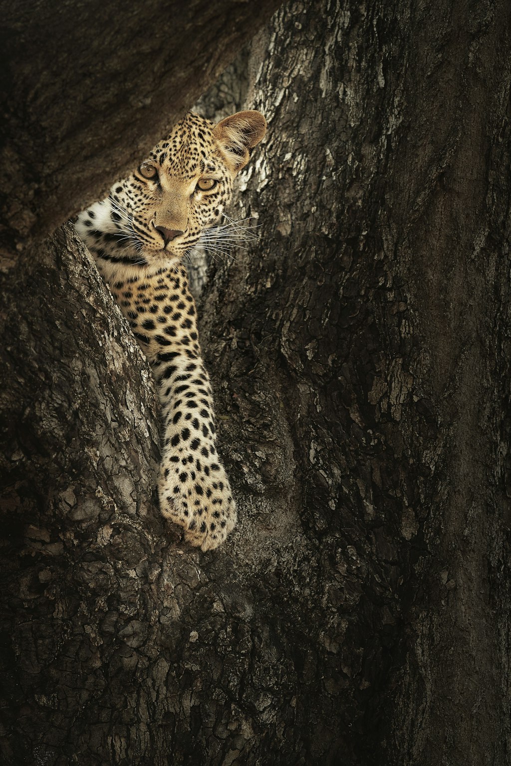 Best places to see leopards in Africa on safari - Lonely Planet