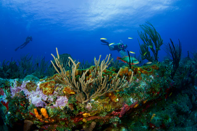 8 of the best places to dive in the Caribbean - Lonely Planet
