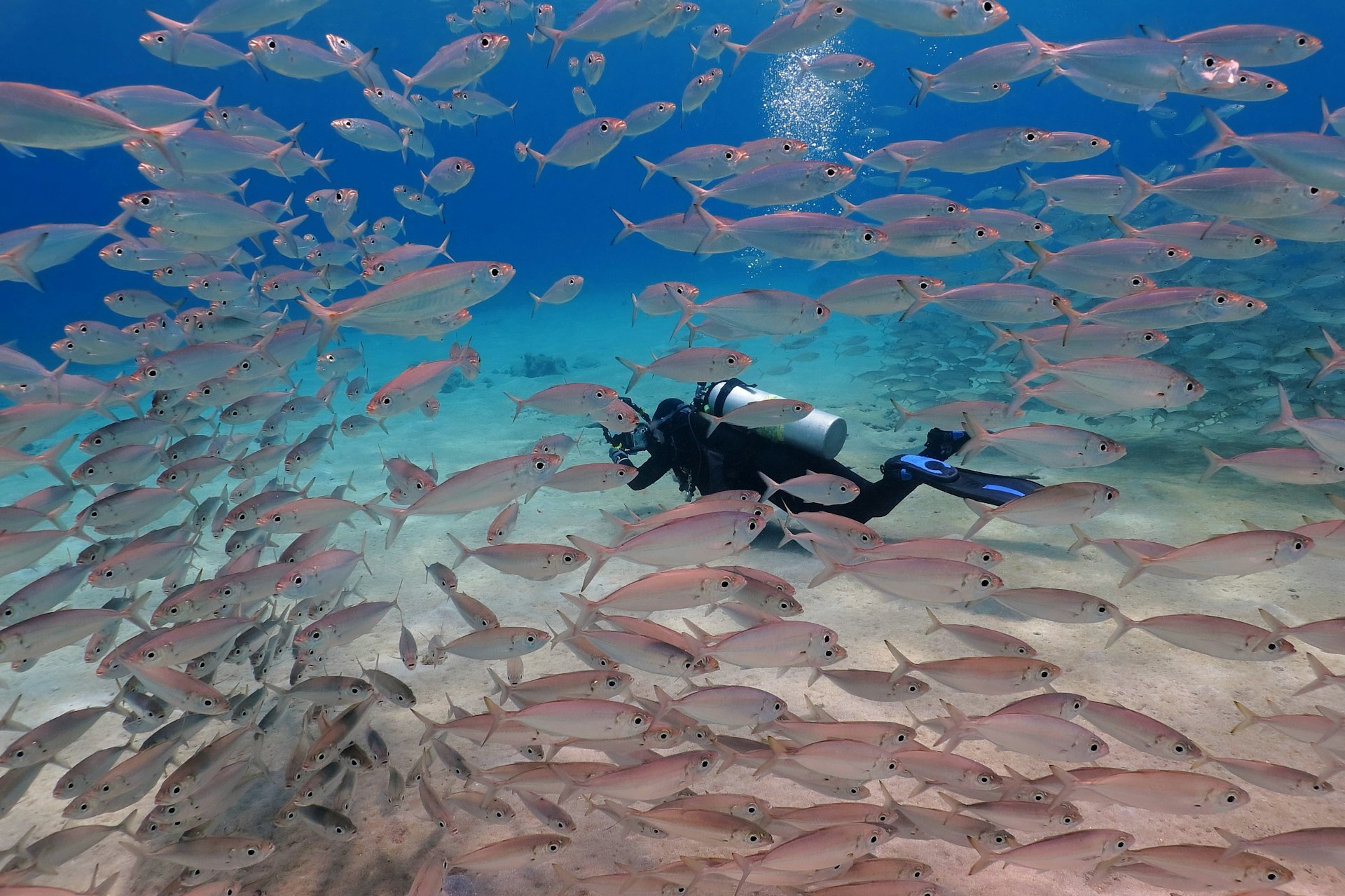 Guide to diving in Aruba, Bonaire and Curaçao - Lonely Planet