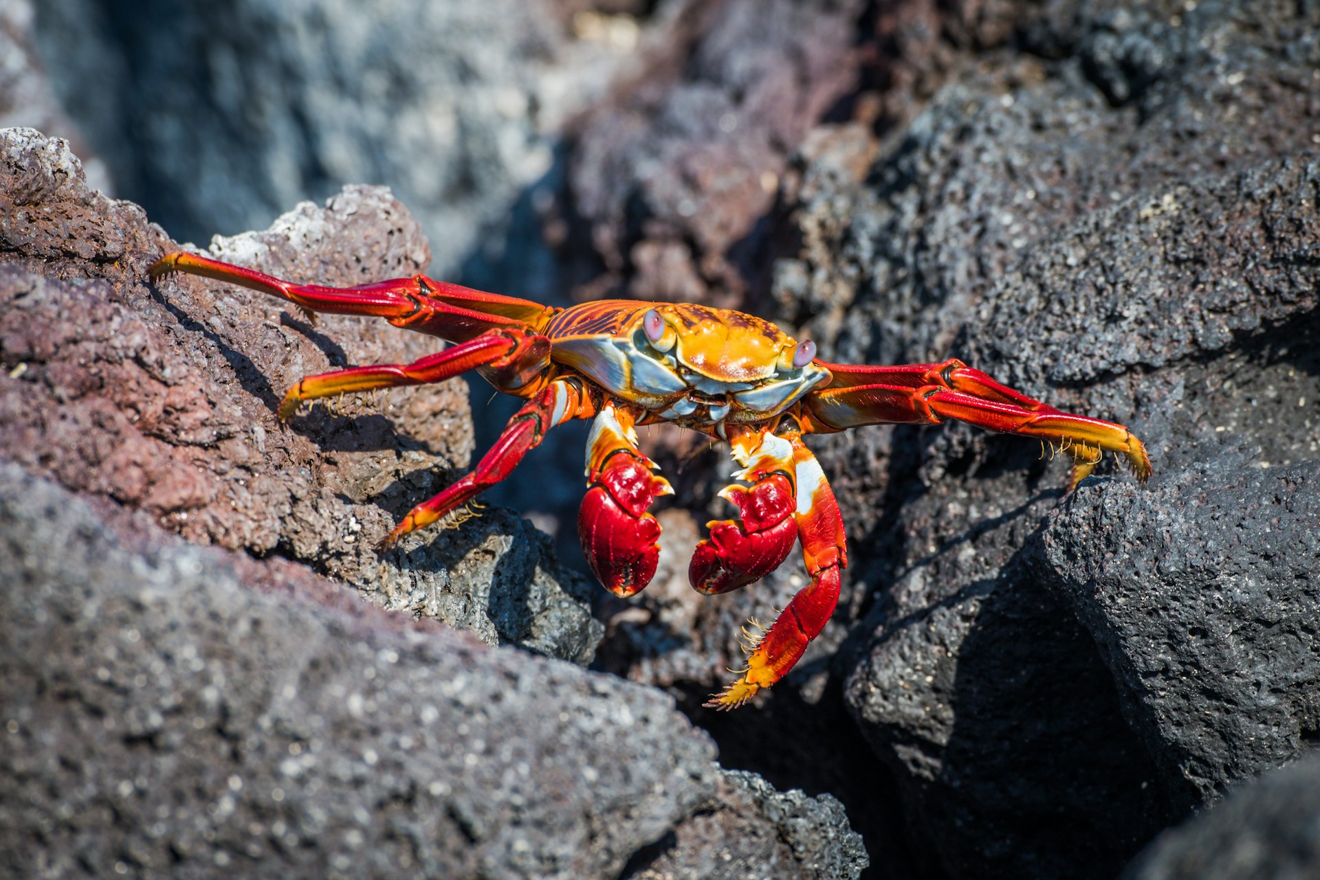 First-timer's guide to the Galapagos Islands - Lonely Planet