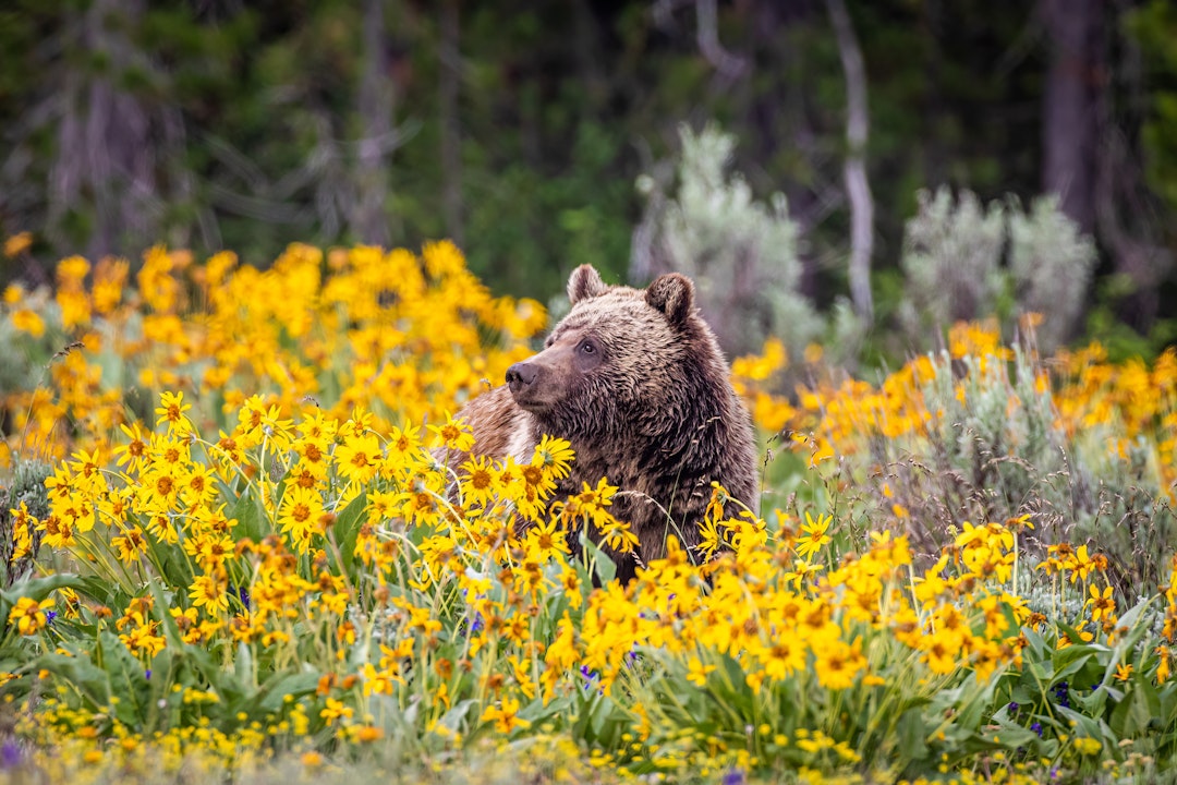The best time to visit Jackson Hole, Wyoming - Lonely Planet