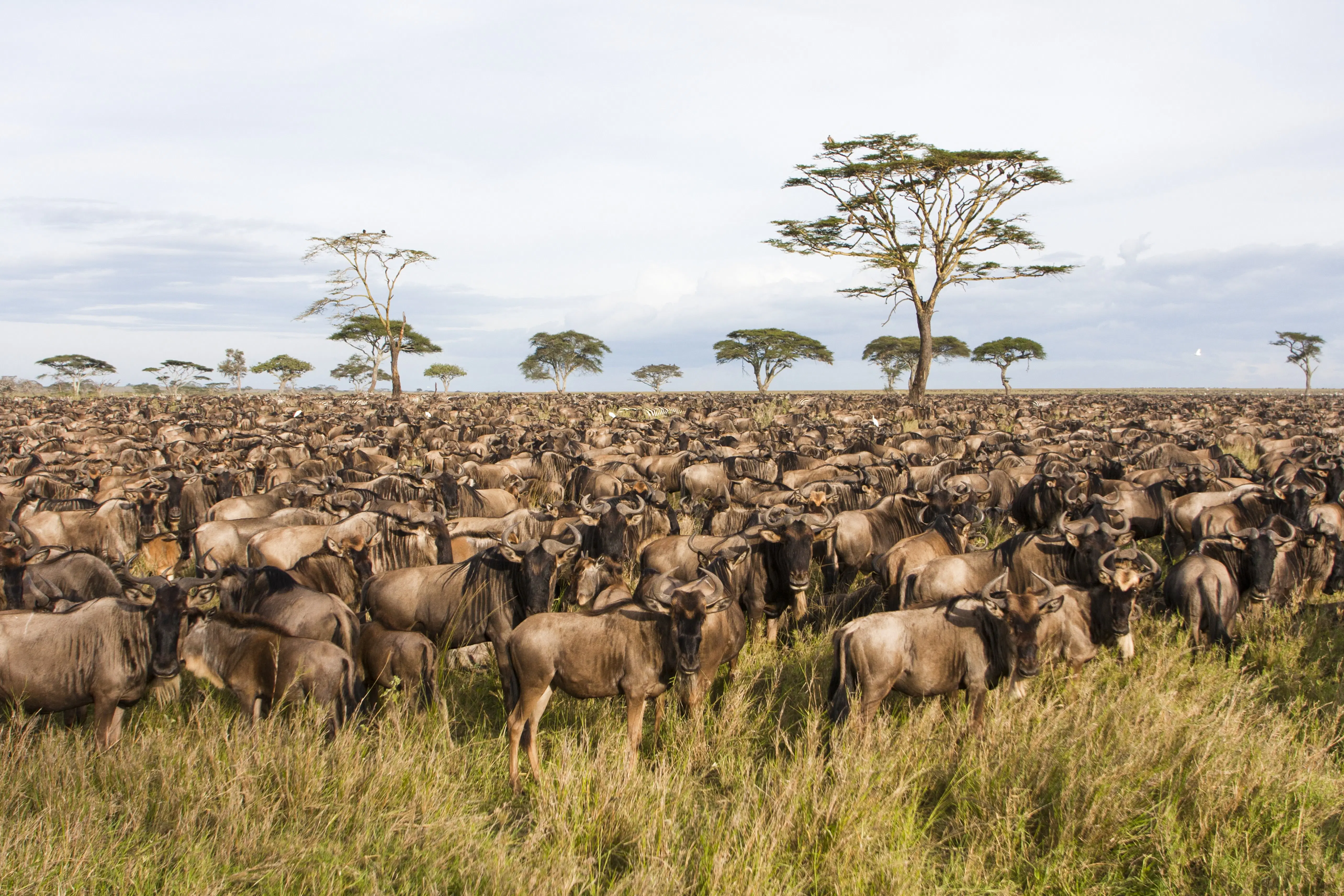 7 dream trips in Africa for 2026 - Lonely Planet