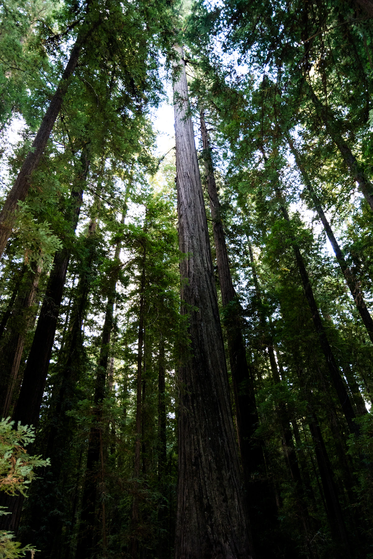 Adventures in California’s Humboldt County - Lonely Planet