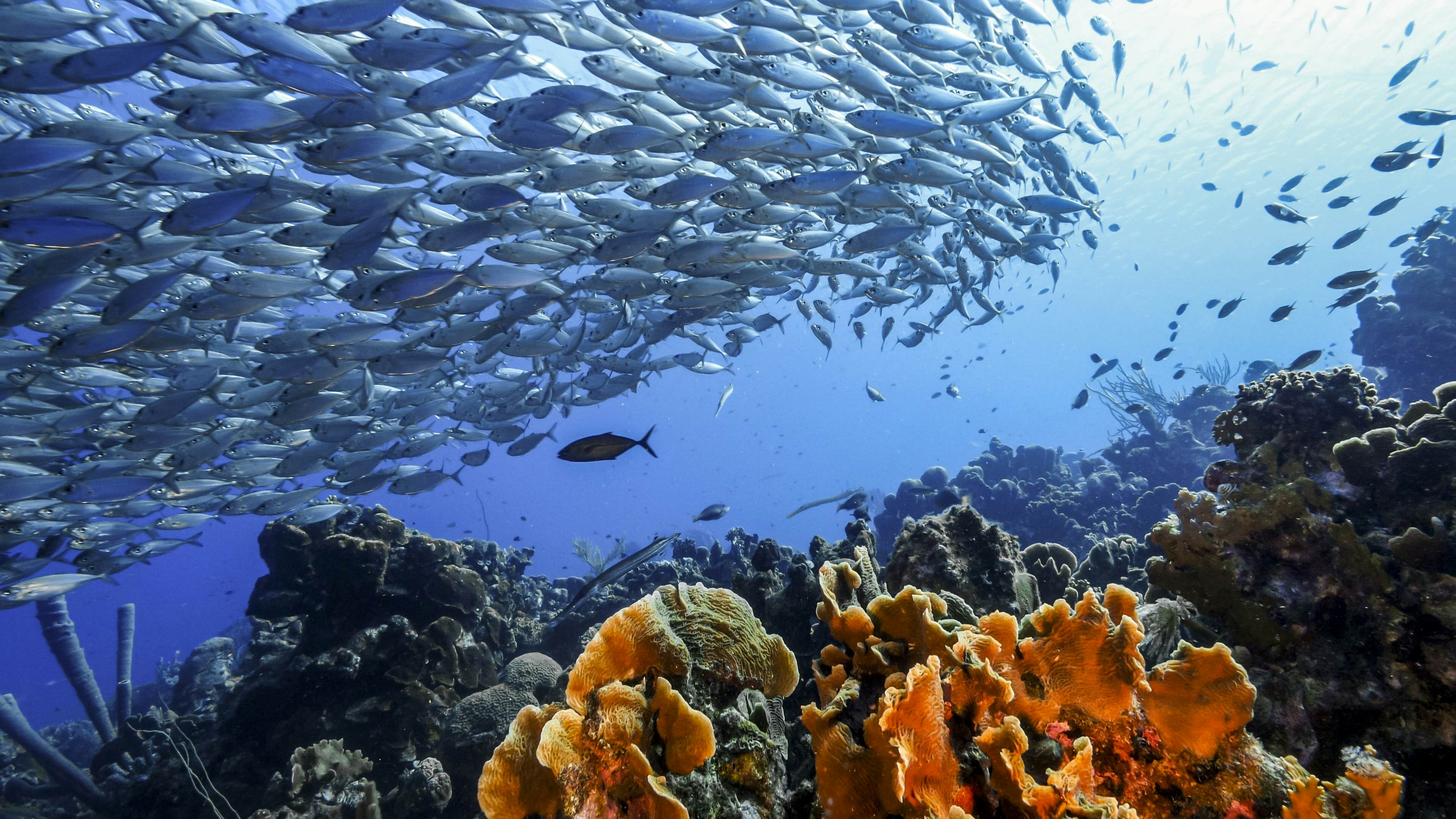 A first-time guide to Curaçao - Lonely Planet