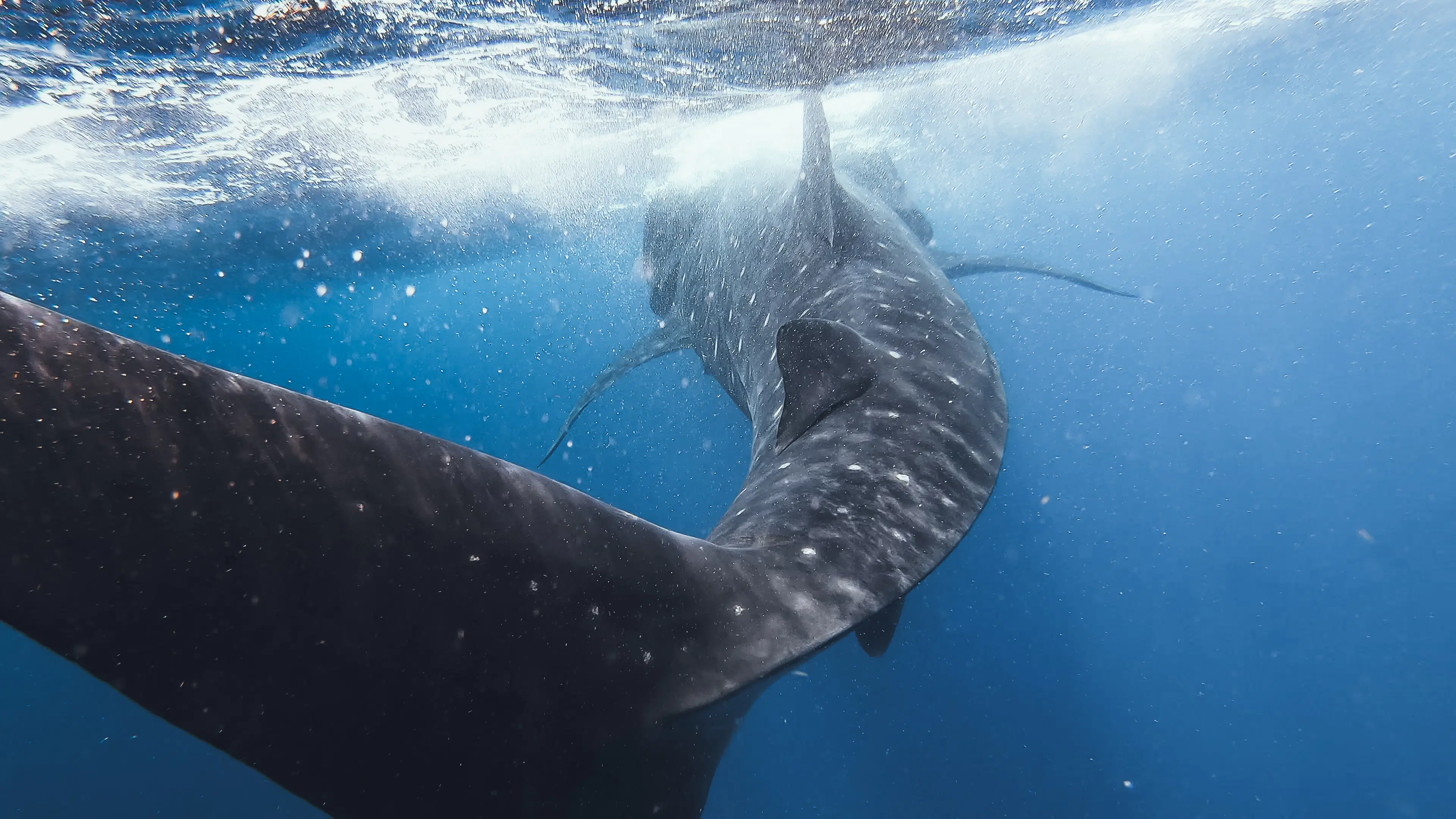Guide to Isla Holbox, Mexico - Lonely Planet