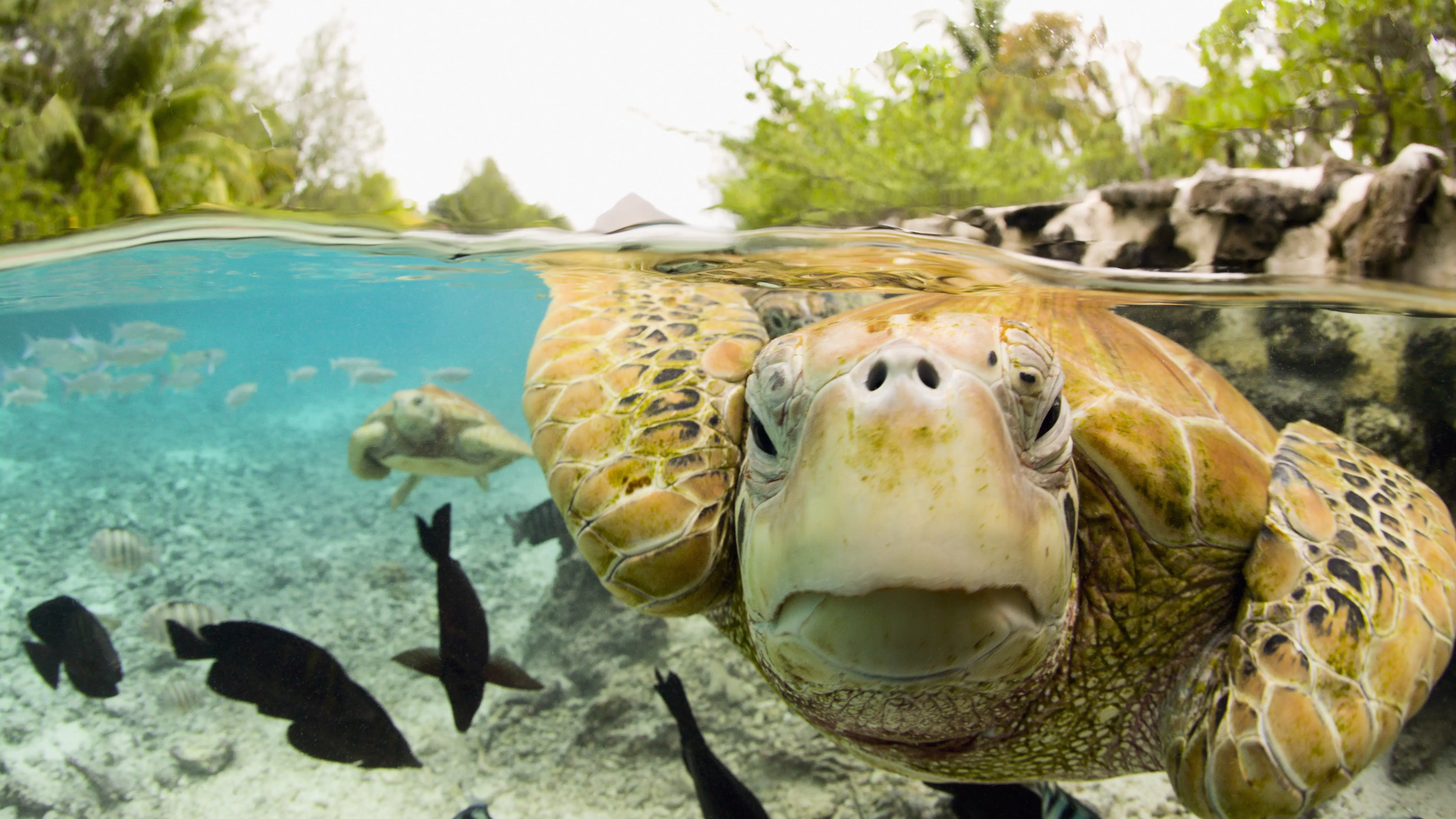 6 of the best places to see sea turtles - Lonely Planet