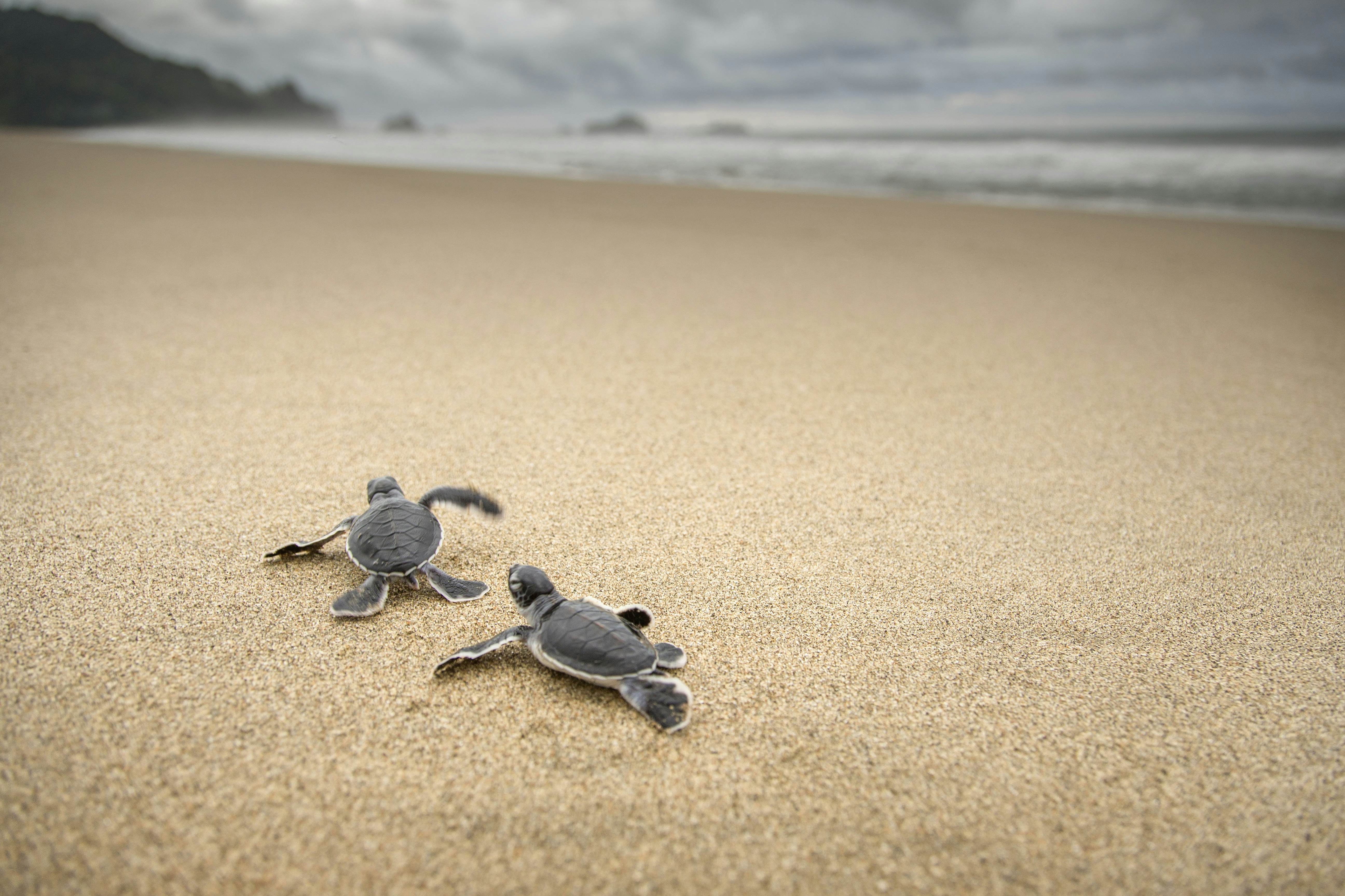 6 of the best places to see sea turtles - Lonely Planet