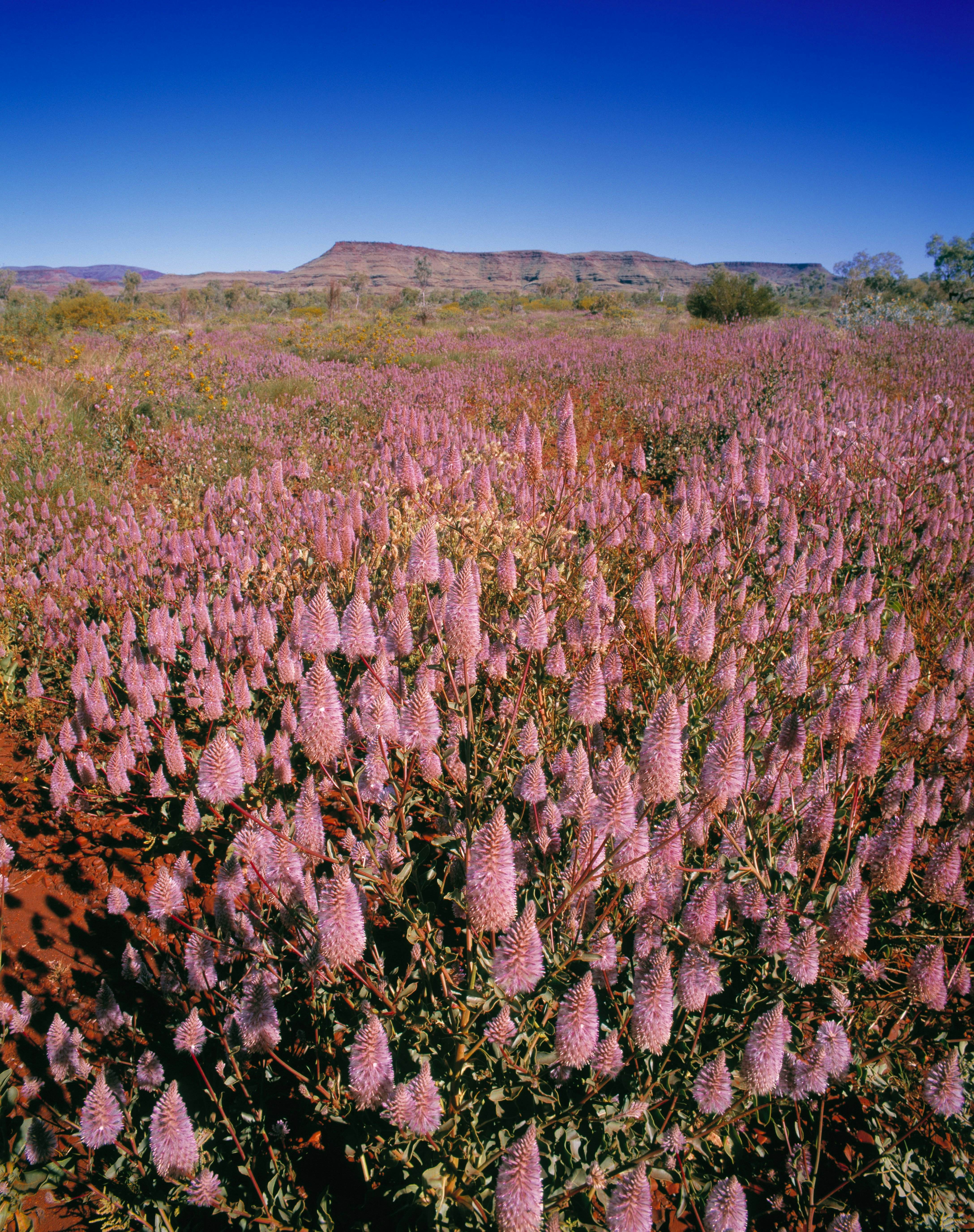 A guide to Outback Australia - Lonely Planet
