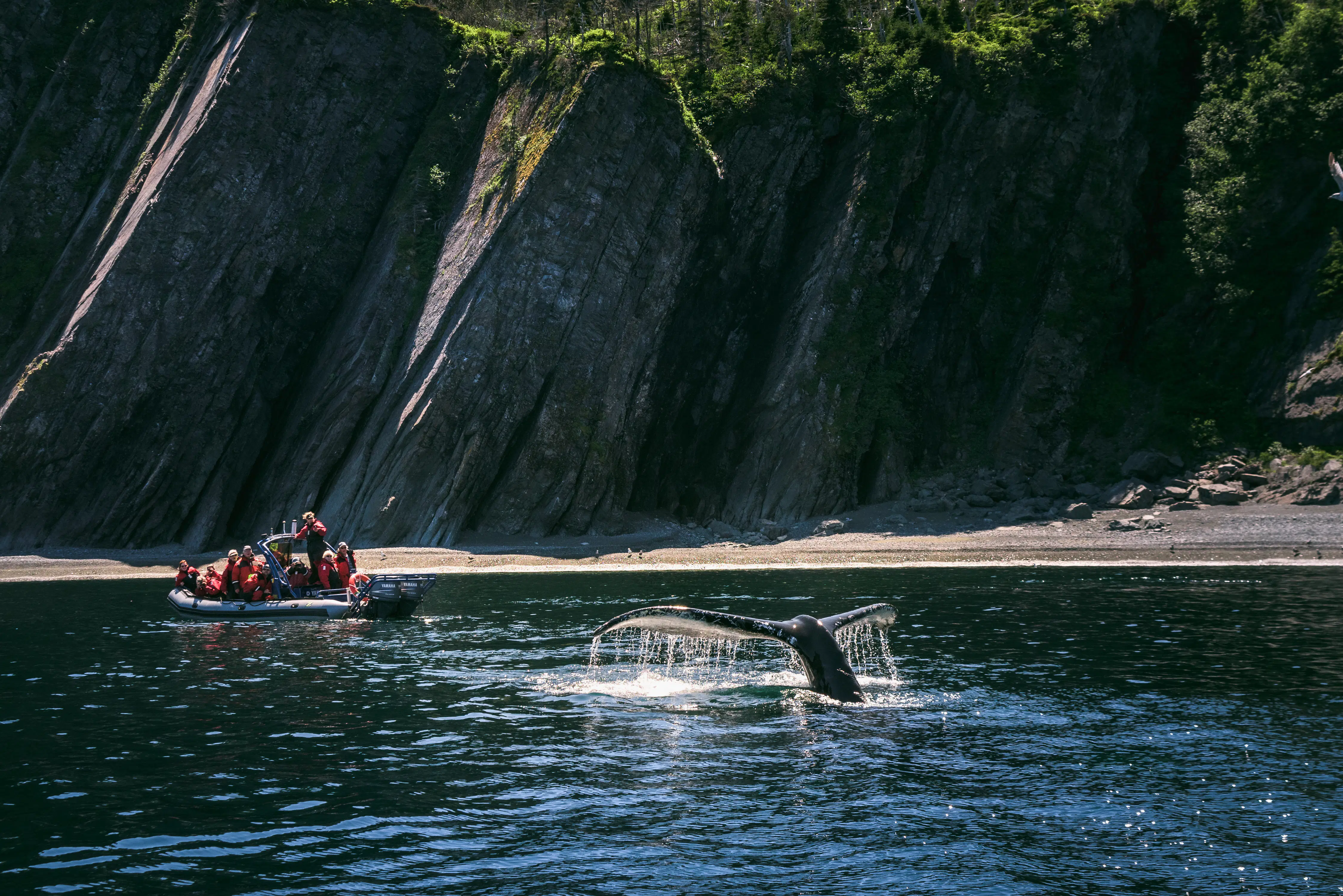 The world's best whale watching tours - Lonely Planet