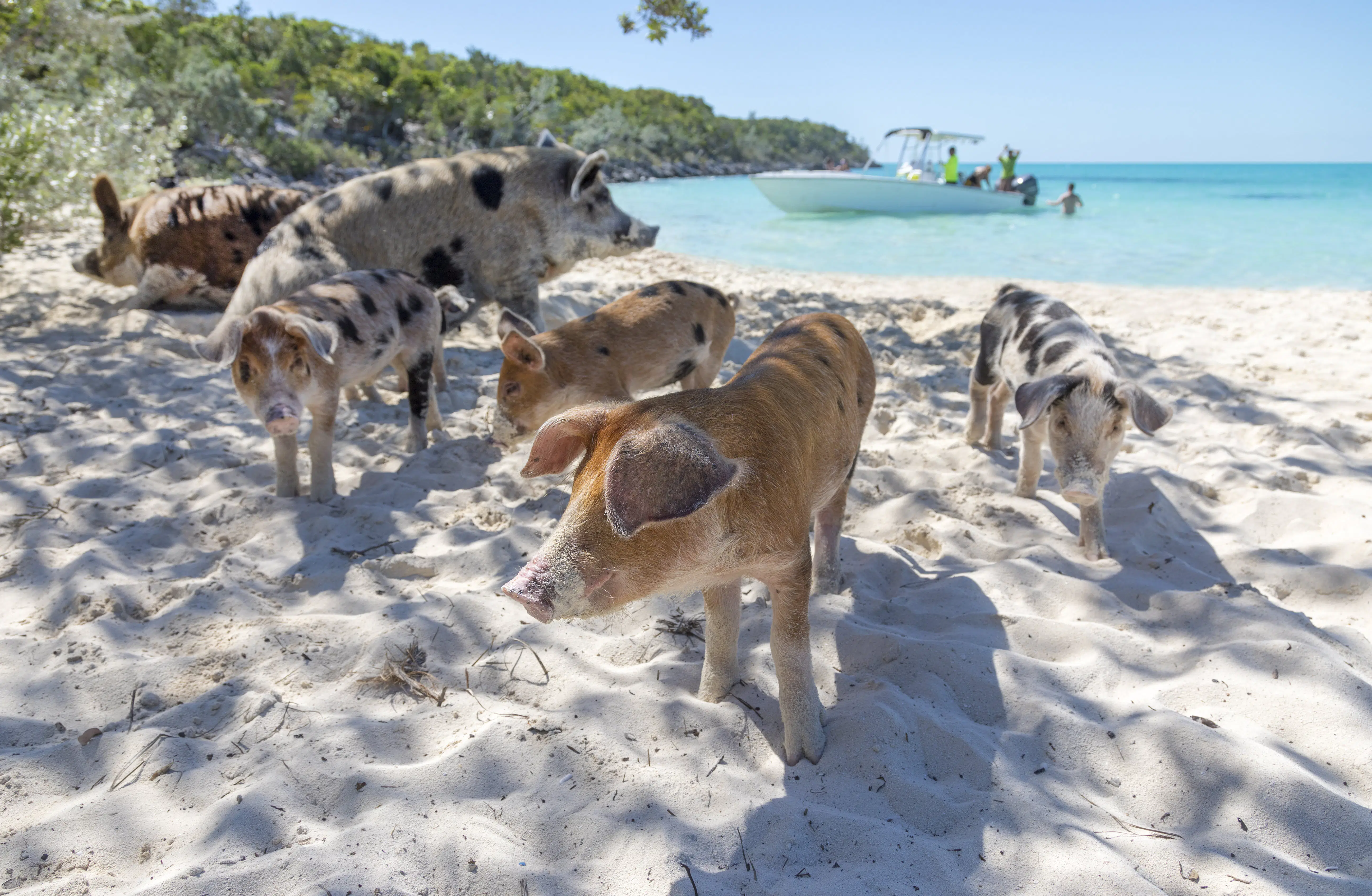 Getting around in the Bahamas - Lonely Planet
