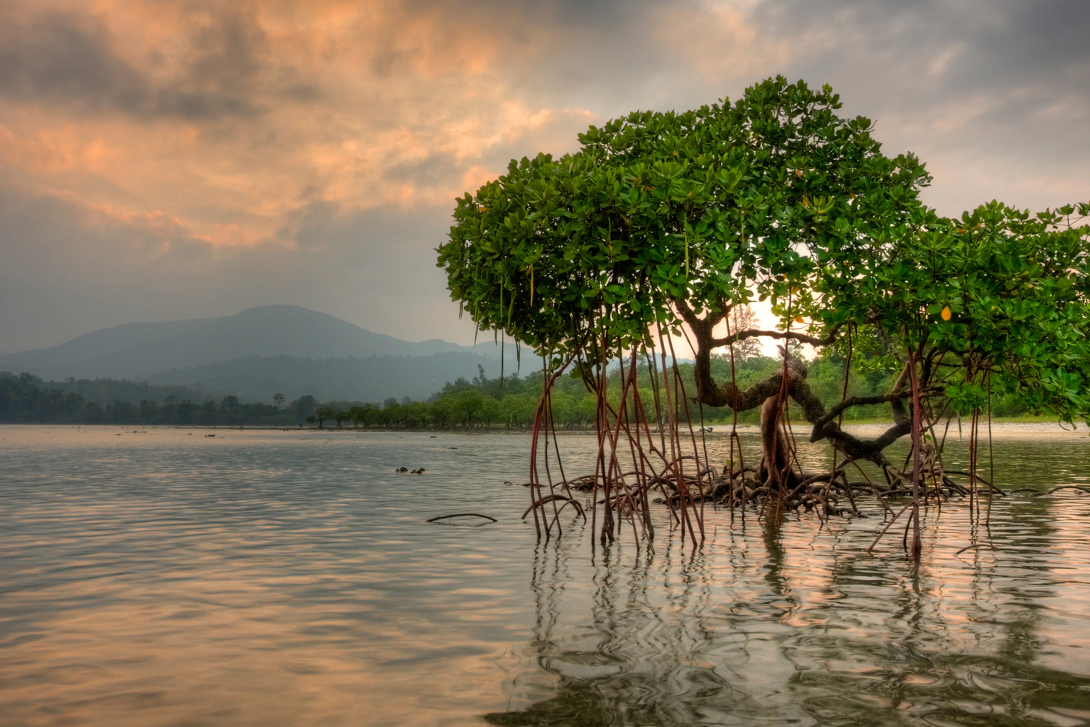 Top things to do in Andaman Islands - Lonely Planet