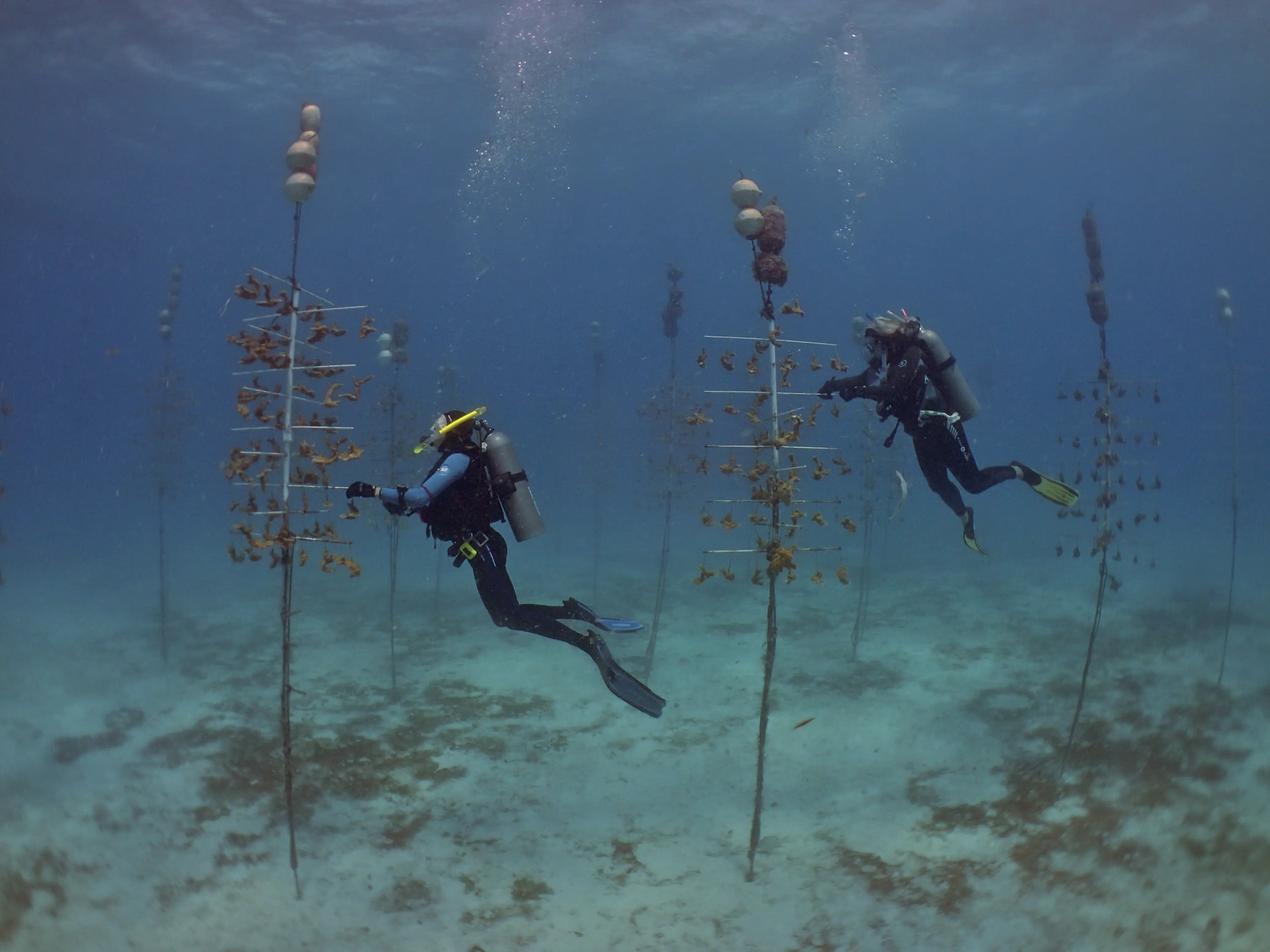 The 7 best scuba diving destinations in the USA - Lonely Planet