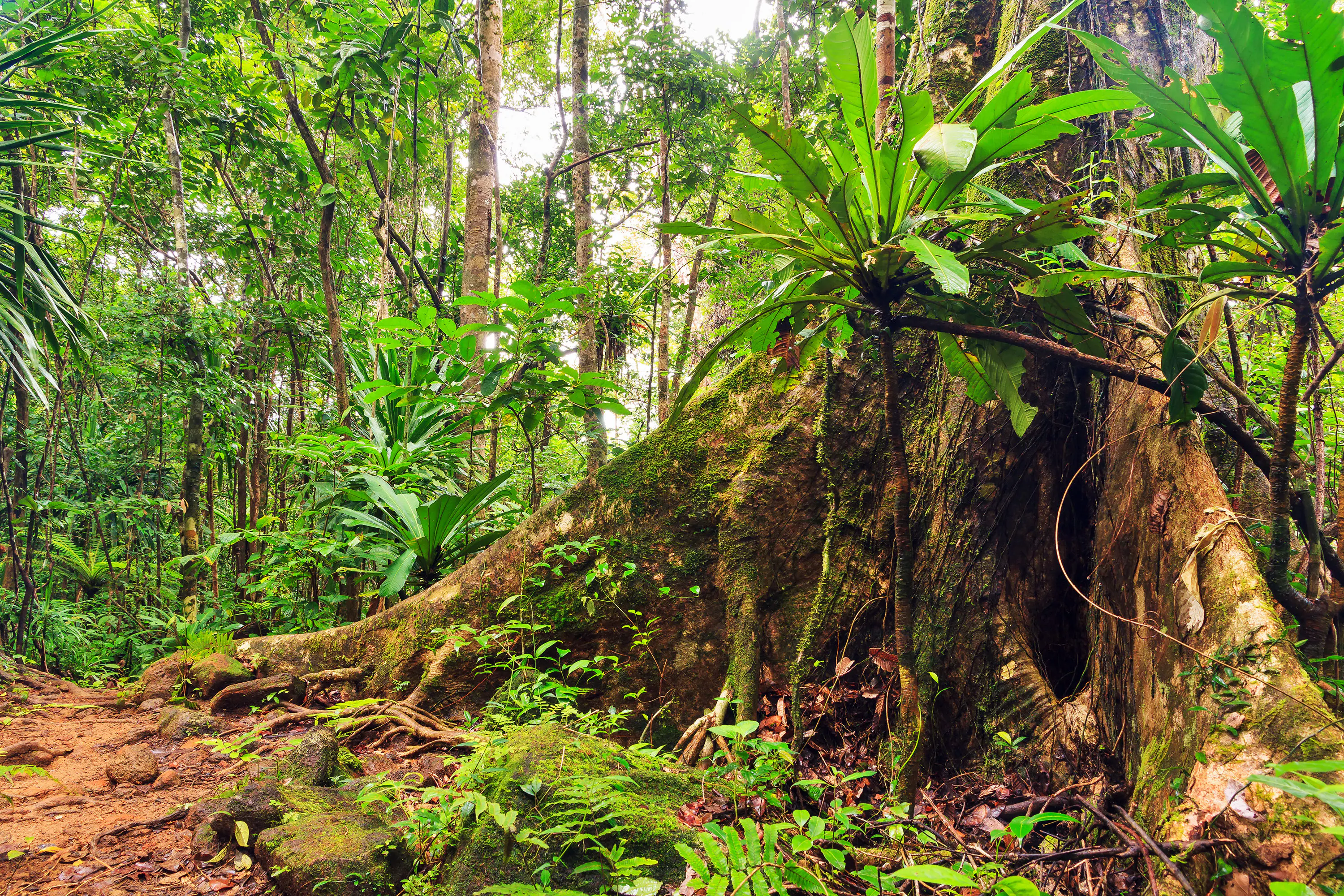 10 best places to visit in Madagascar - Lonely Planet