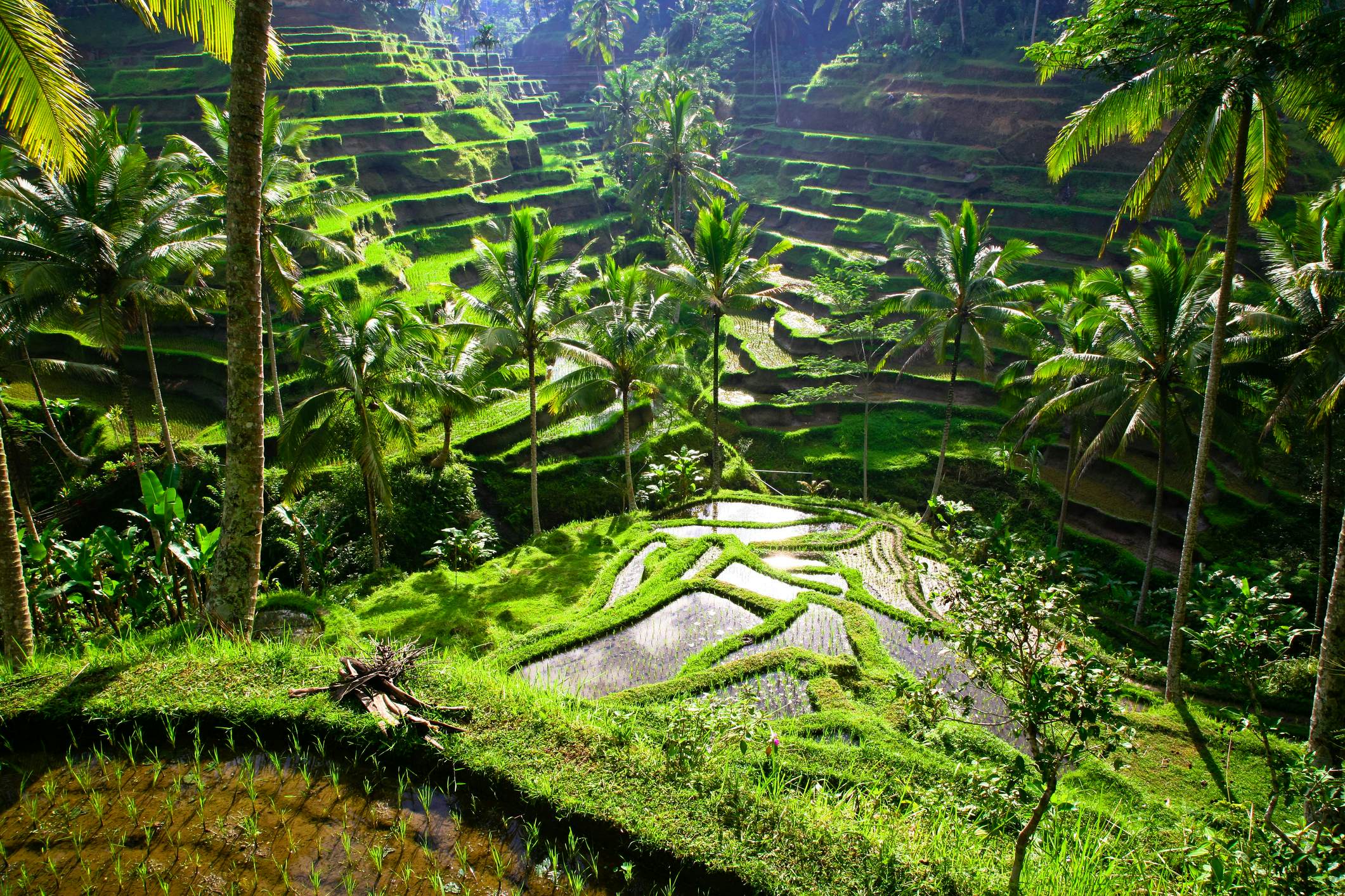 17 best things to do in Ubud - Lonely Planet