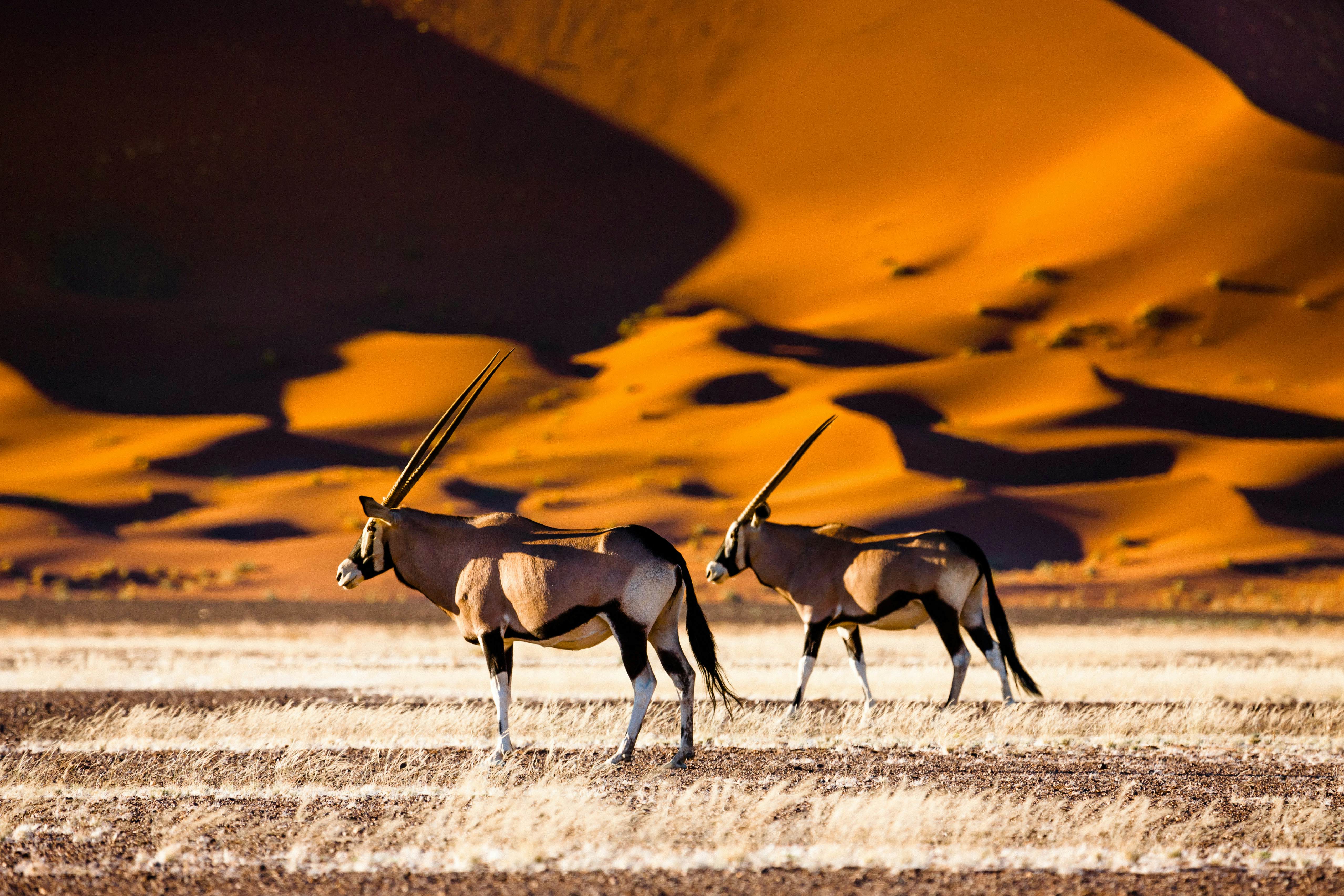 A guide to Namibia - Lonely Planet