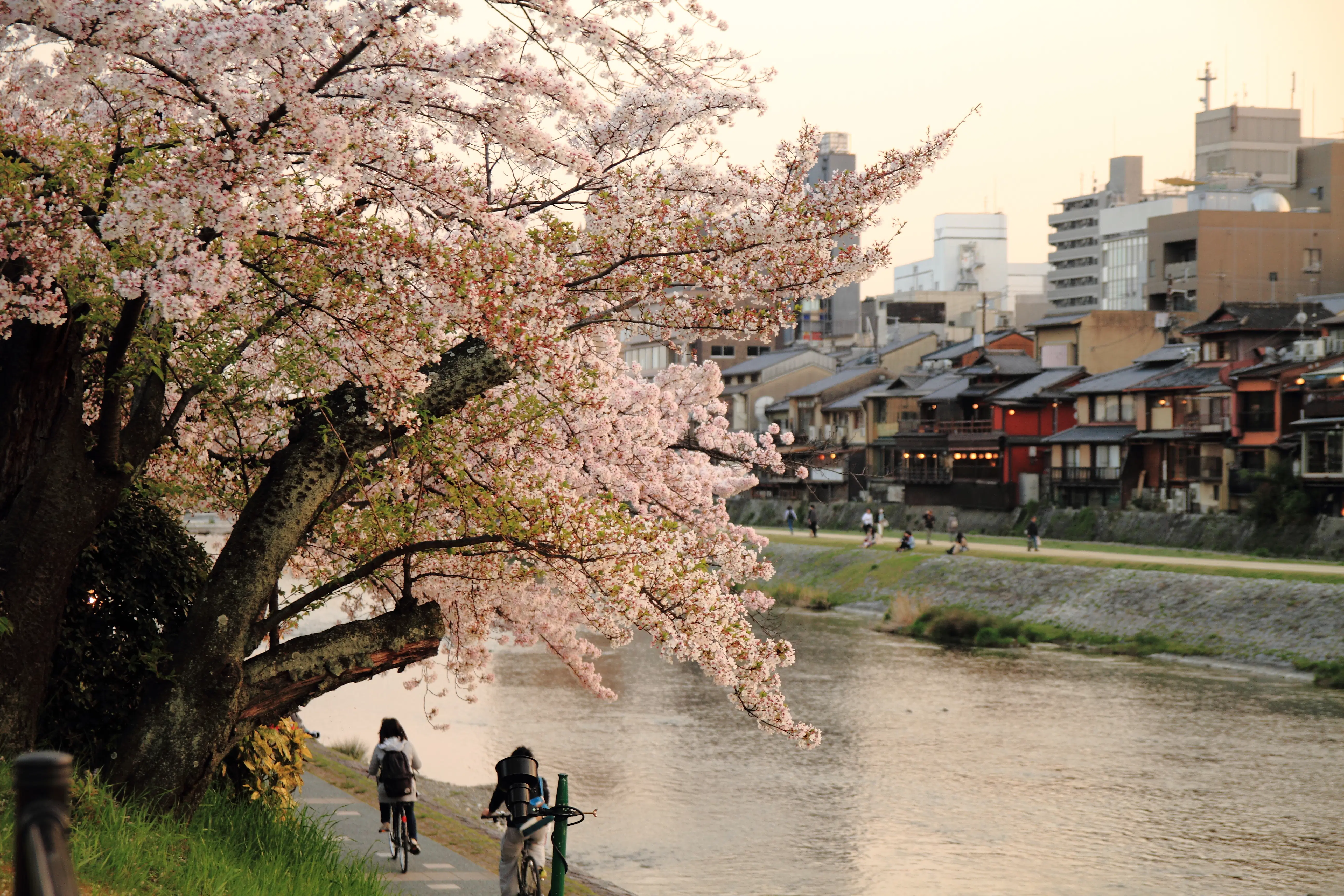 Top 9 places to catch cherry blossoms in 2025 - Lonely Planet