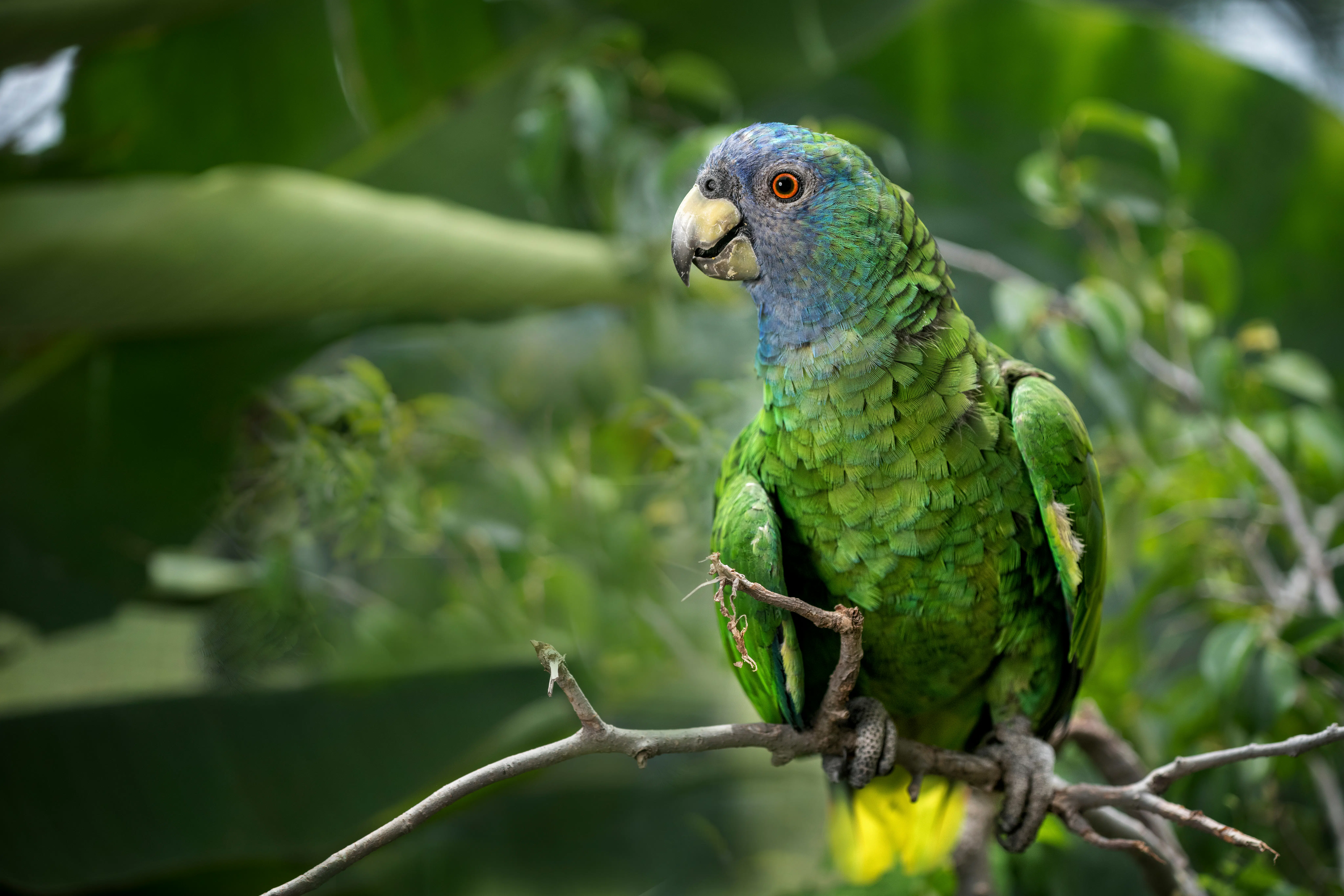 How to spend 4 days in Dominica - Lonely Planet