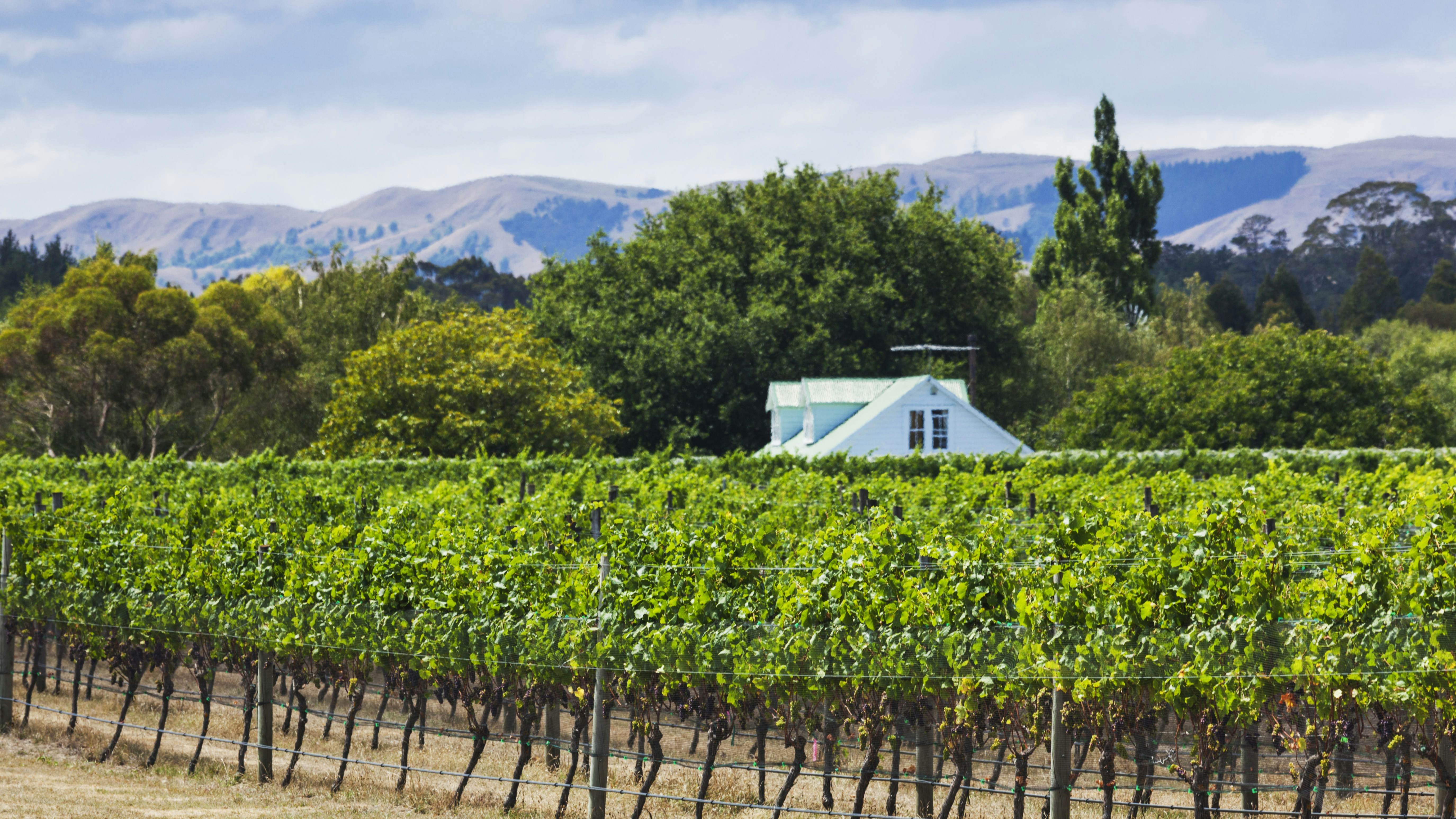 A first-time guide to Wairarapa, New Zealand - Lonely Planet