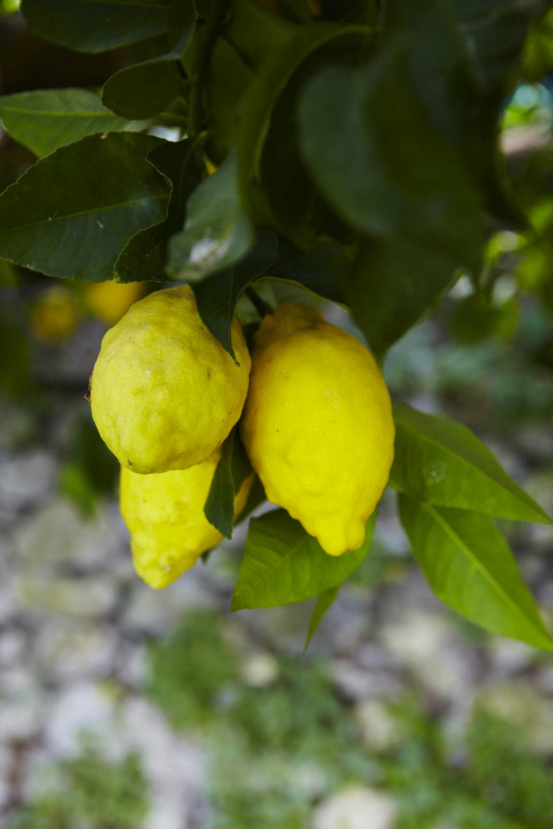 5 incredible Italy itineraries - Lonely Planet