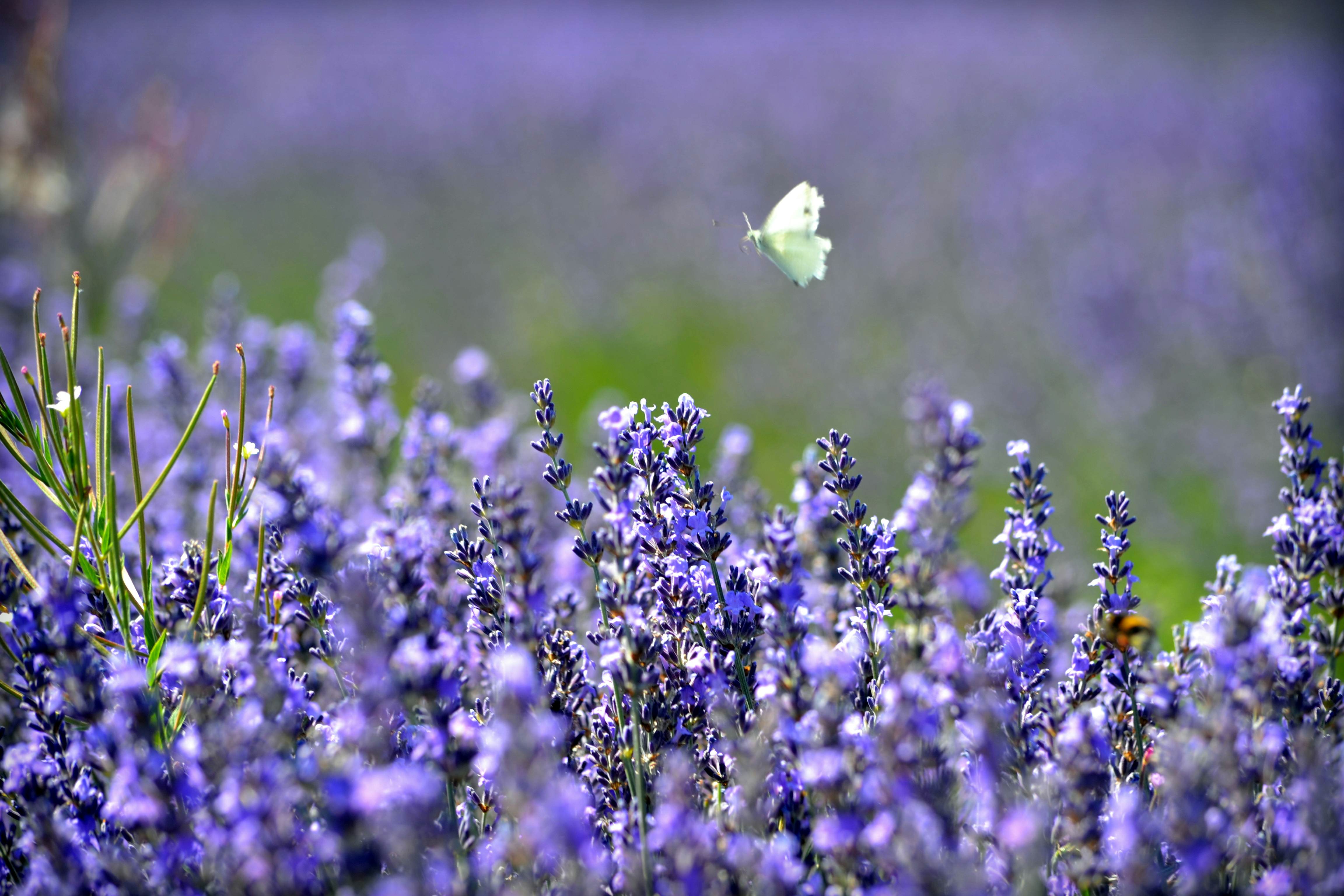 Best places to see lavender bloom - Lonely Planet