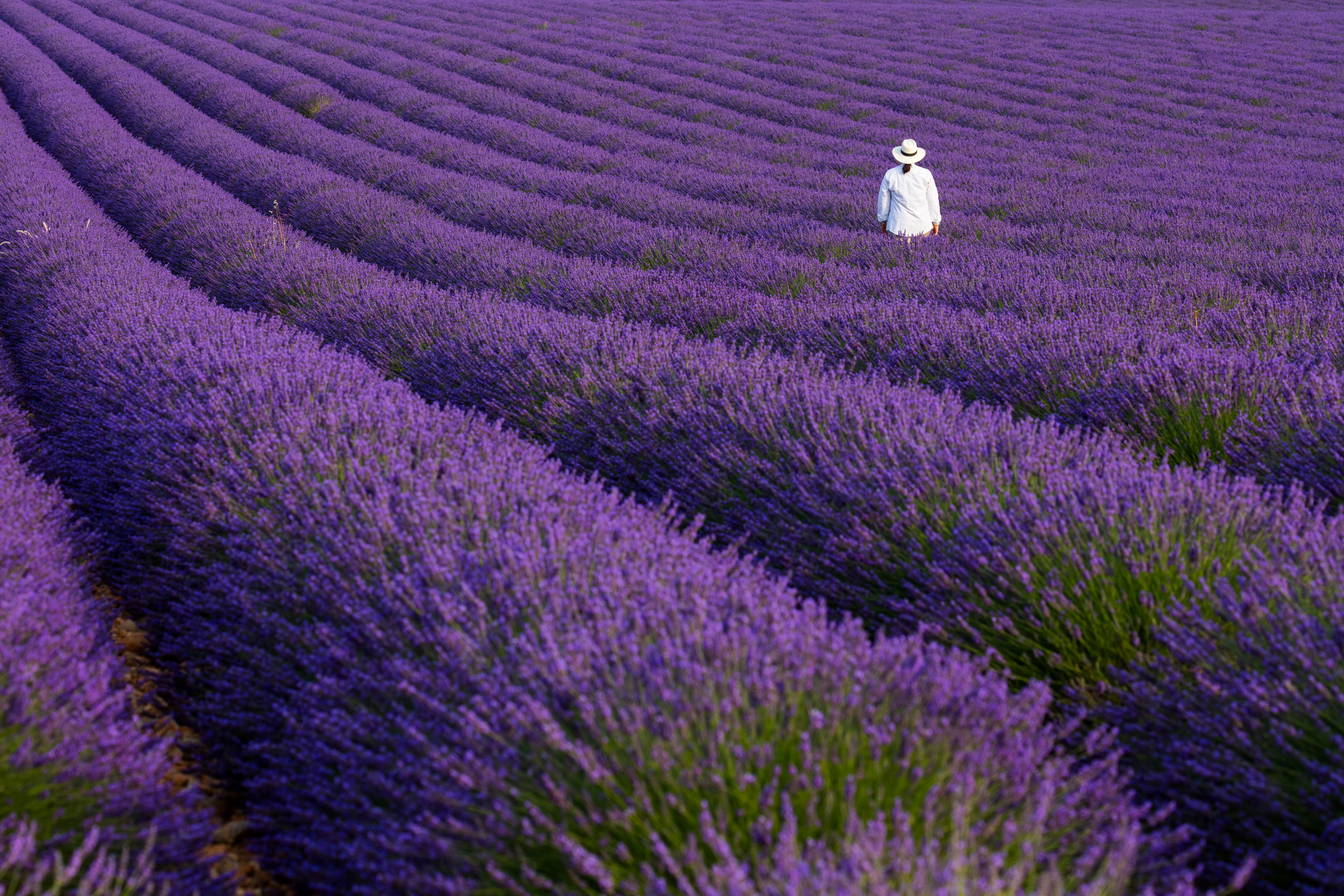 Best places to see lavender bloom - Lonely Planet