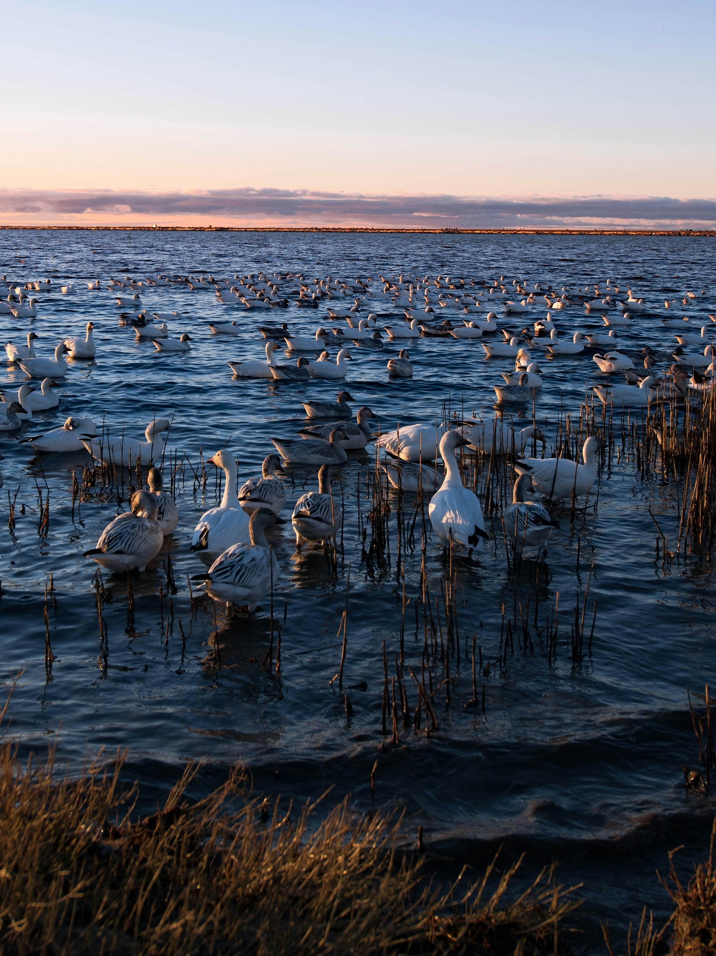 Explore the unique Pacific ecosystems of Richmond, B.C. - Lonely Planet