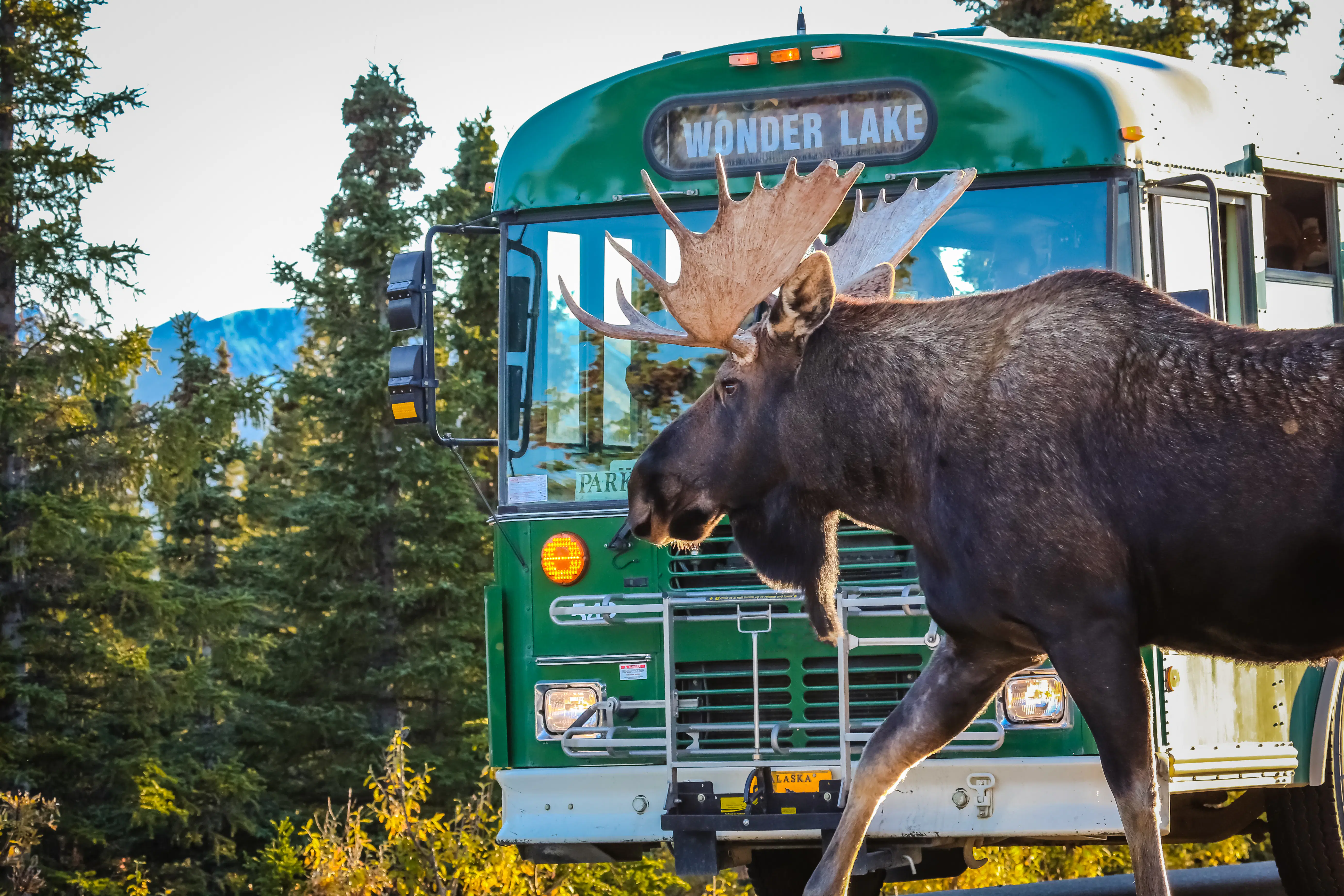 A first-time guide to Denali National Park, Alaska - Lonely Planet