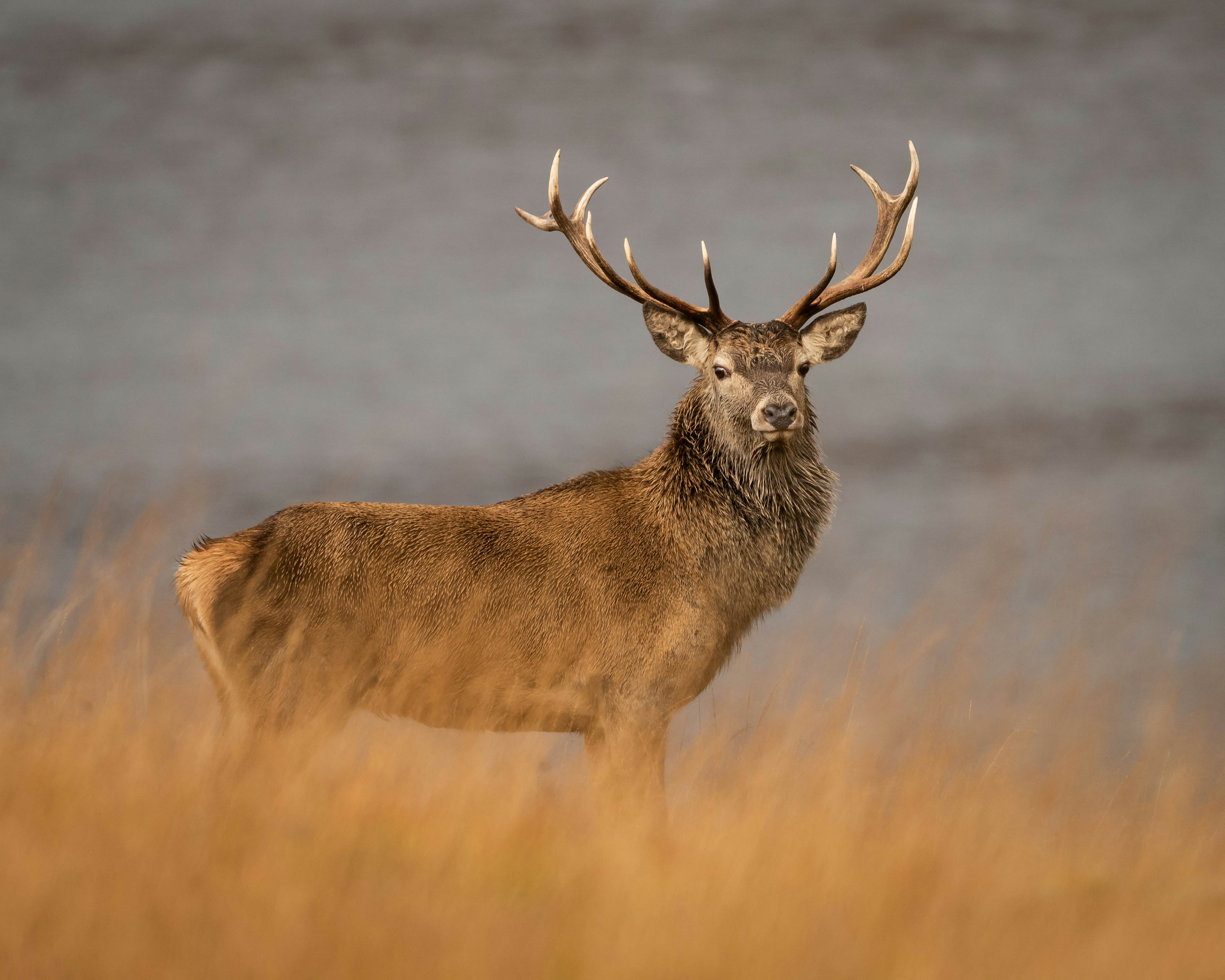 The 8 best wildlife experiences in Scotland's Highlands - Lonely Planet