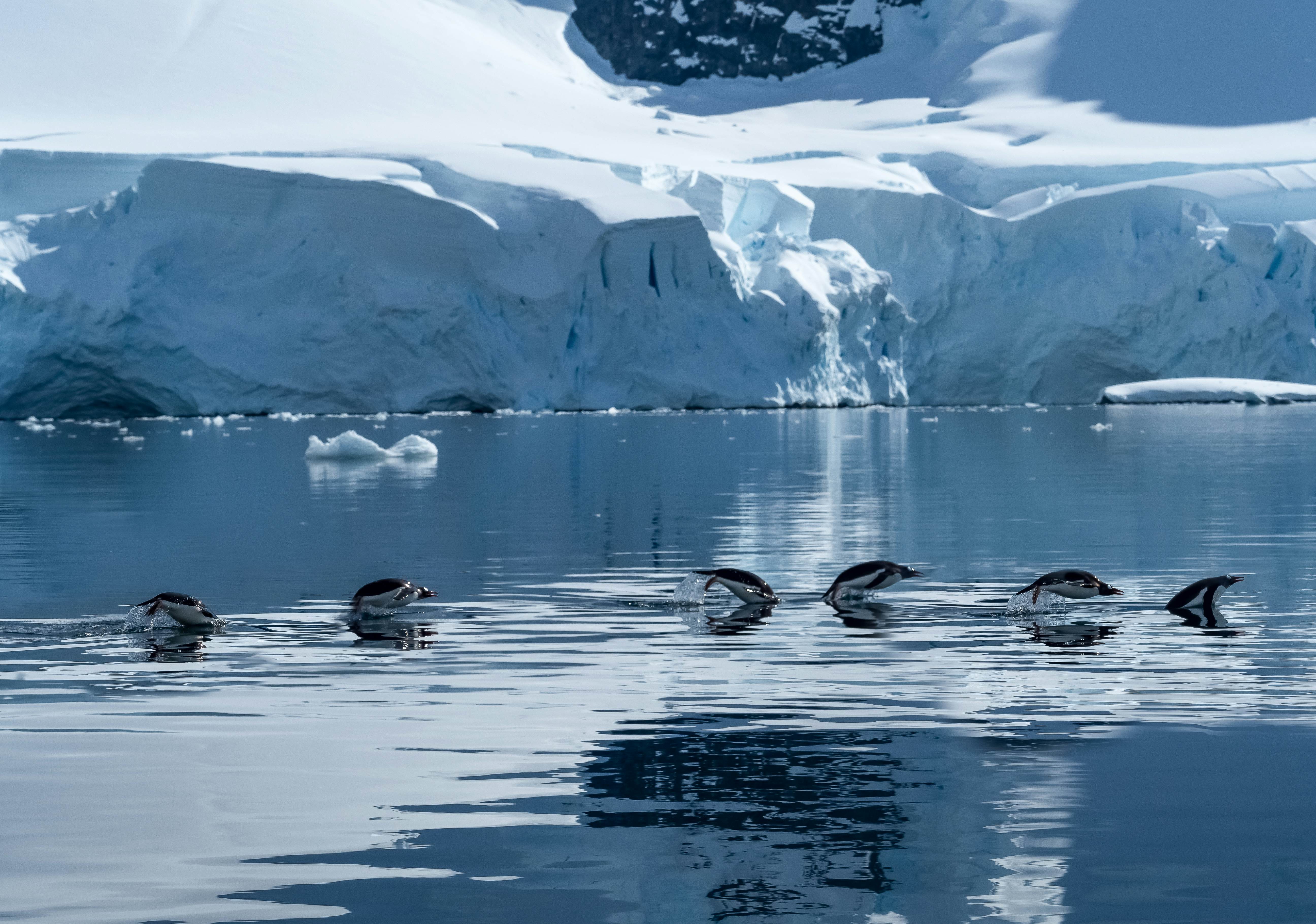 Should you visit Antarctica or the Arctic? - Lonely Planet