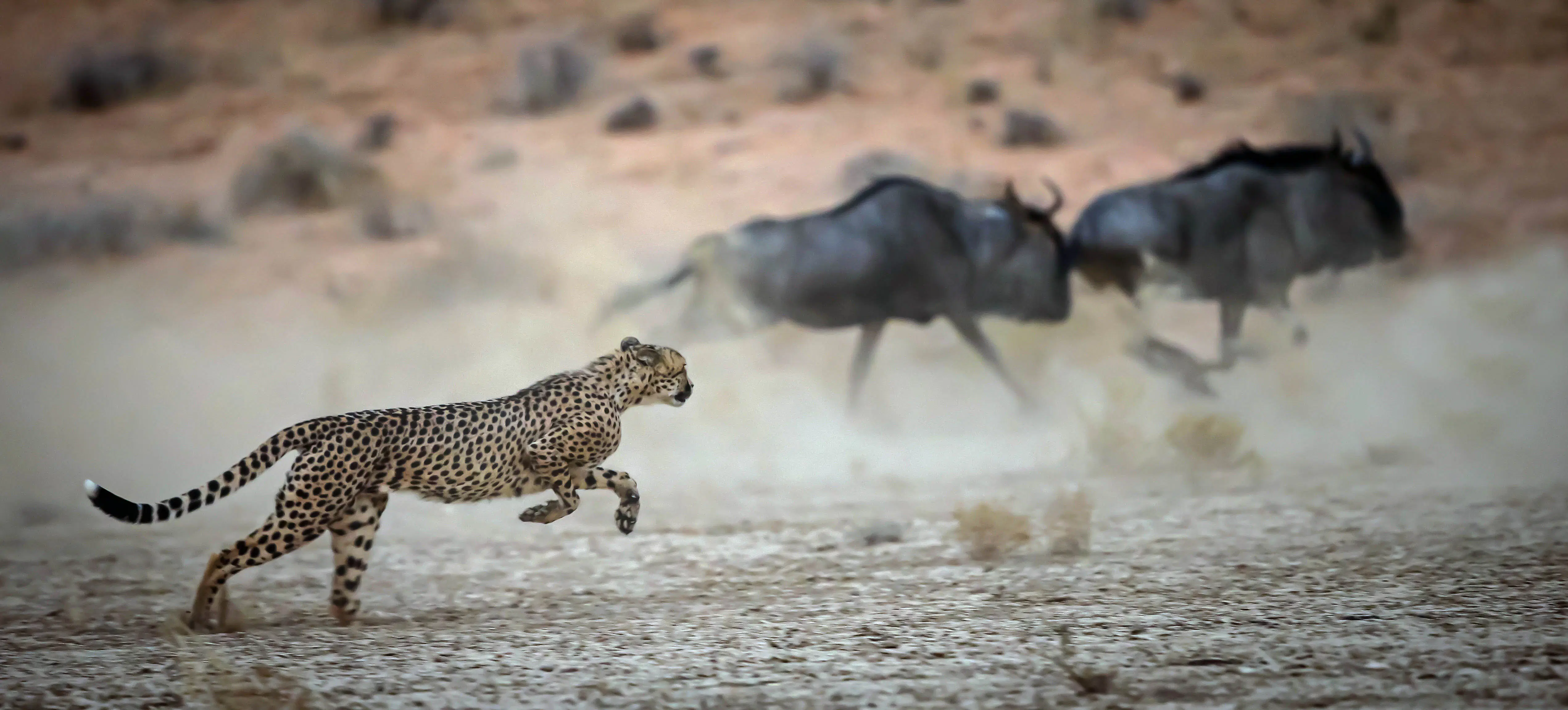 Best beaches in Namibia - Lonely Planet