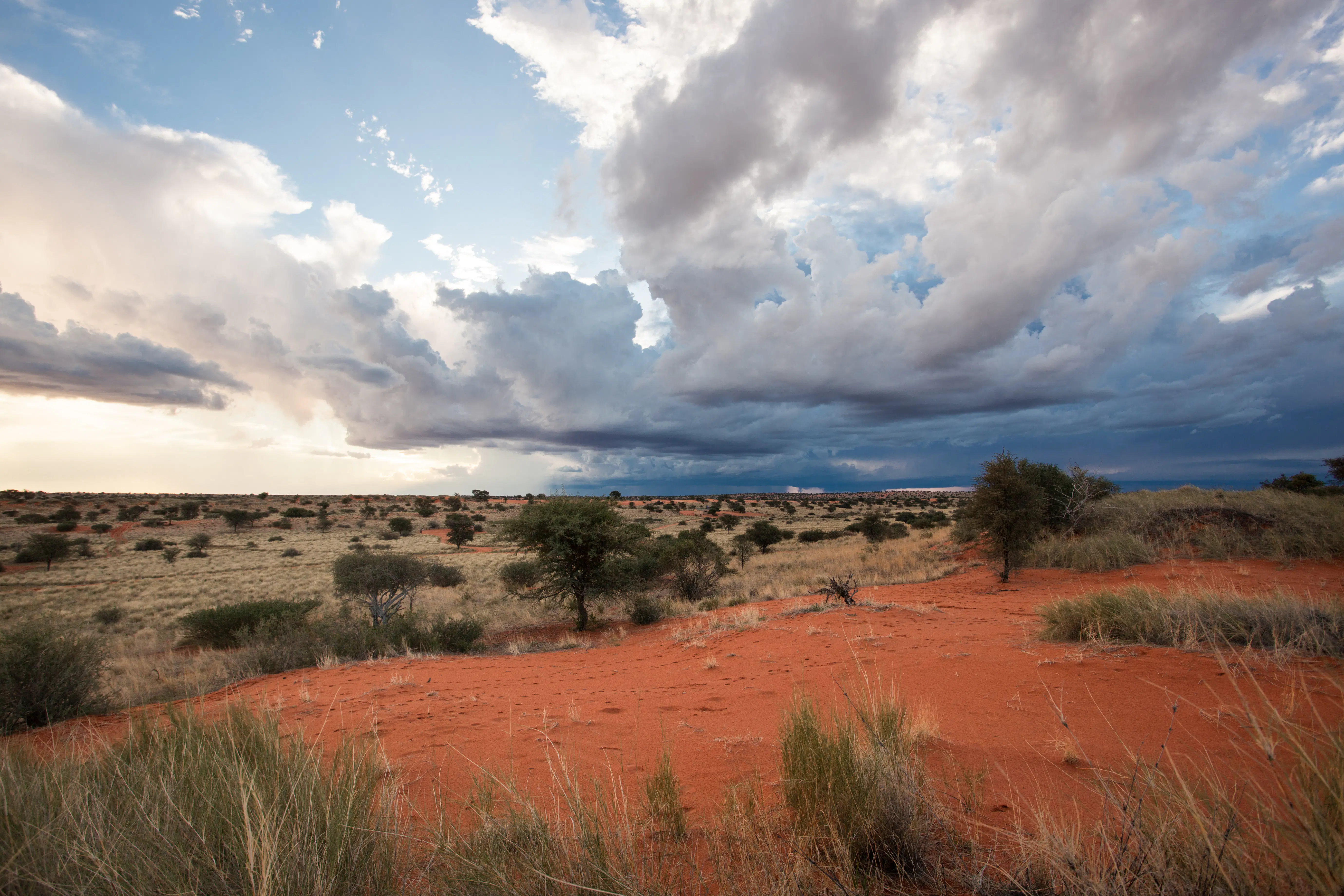 A guide to the Kalahari Desert in Southern Africa - Lonely Planet