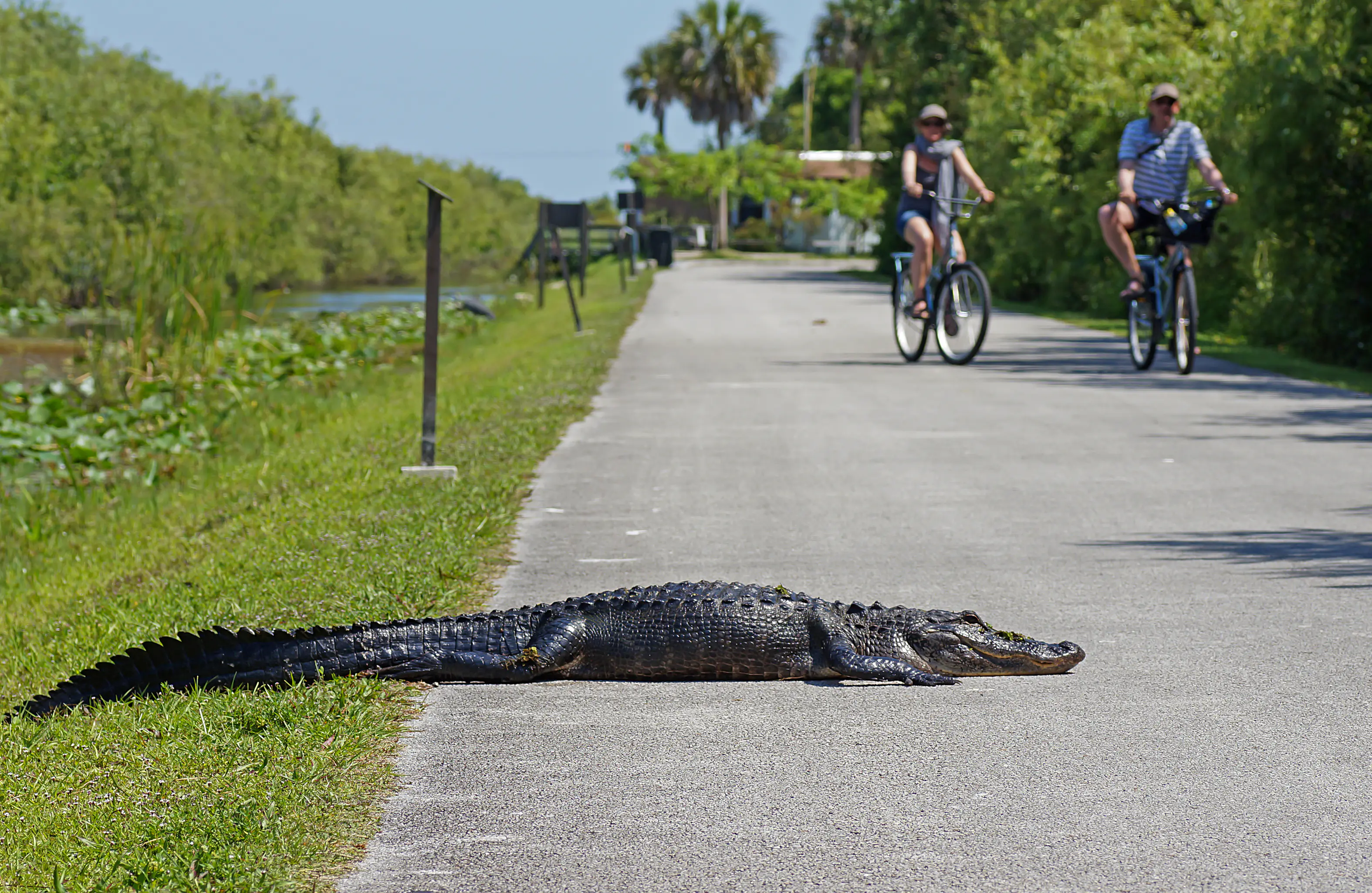 12 things to know before going to Everglades National Park – Lonely ...