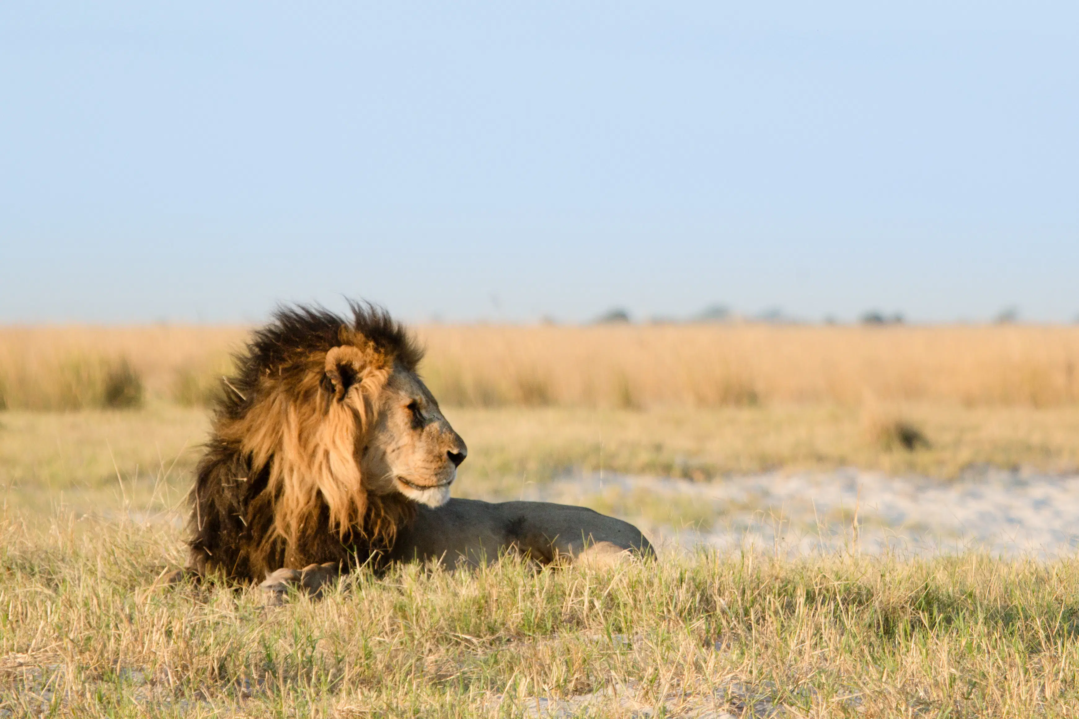 The best time to visit Botswana - Lonely Planet