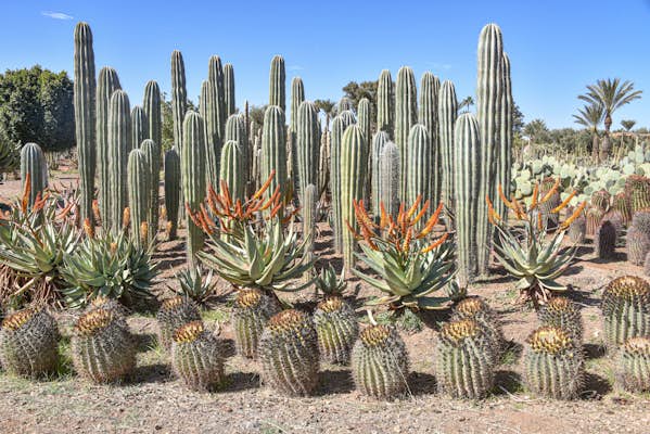 9 of the most unexpected places to discover in Marrakesh - Lonely Planet