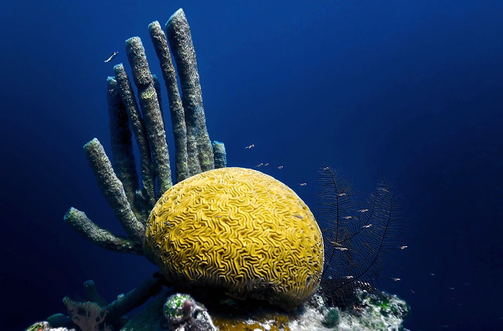 Discovering the Great Blue Hole - Lonely Planet