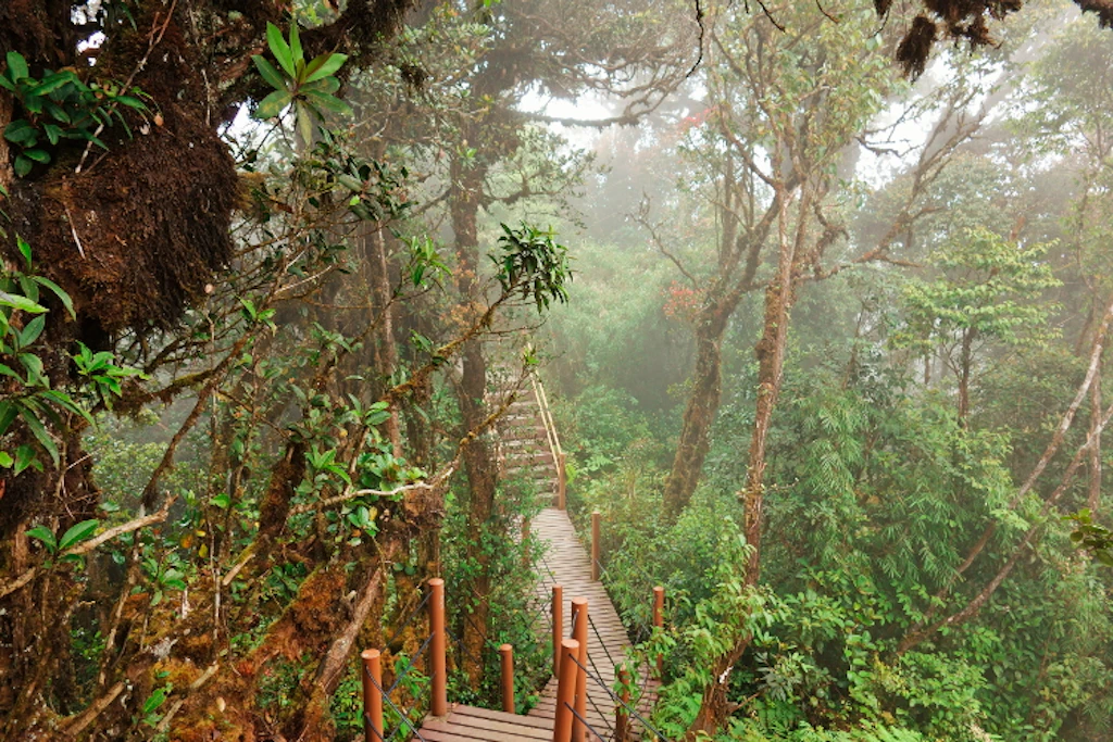How to plan a trip to Malaysia's Cameron Highlands - Lonely Planet