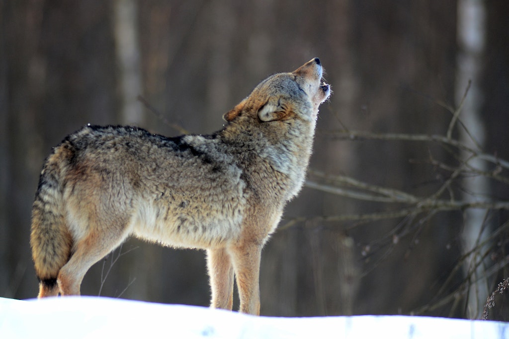 Where to go in January for wildlife and nature - Lonely Planet