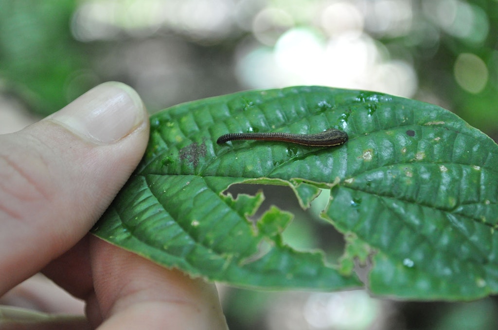 What to pack: trekking through Borneo's rainforests - Lonely Planet