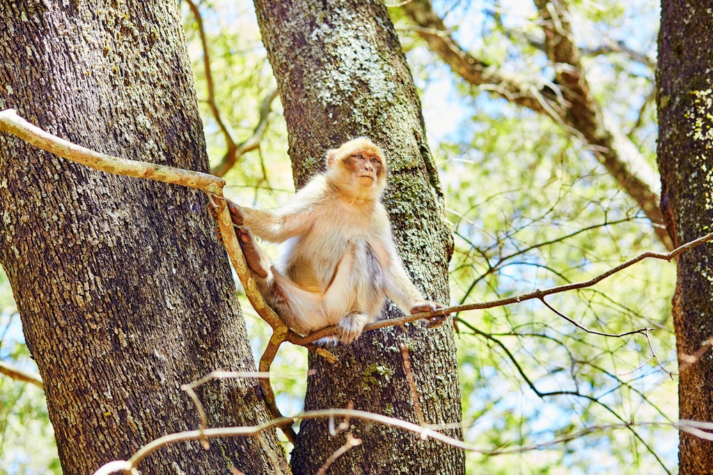 Monkeys, ruins and cave houses in Morocco’s Middle Atlas – Lonely ...