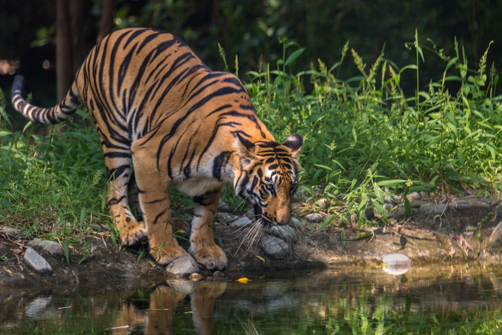 The best places to see tigers in the wild in 2022 – Lonely Planet ...