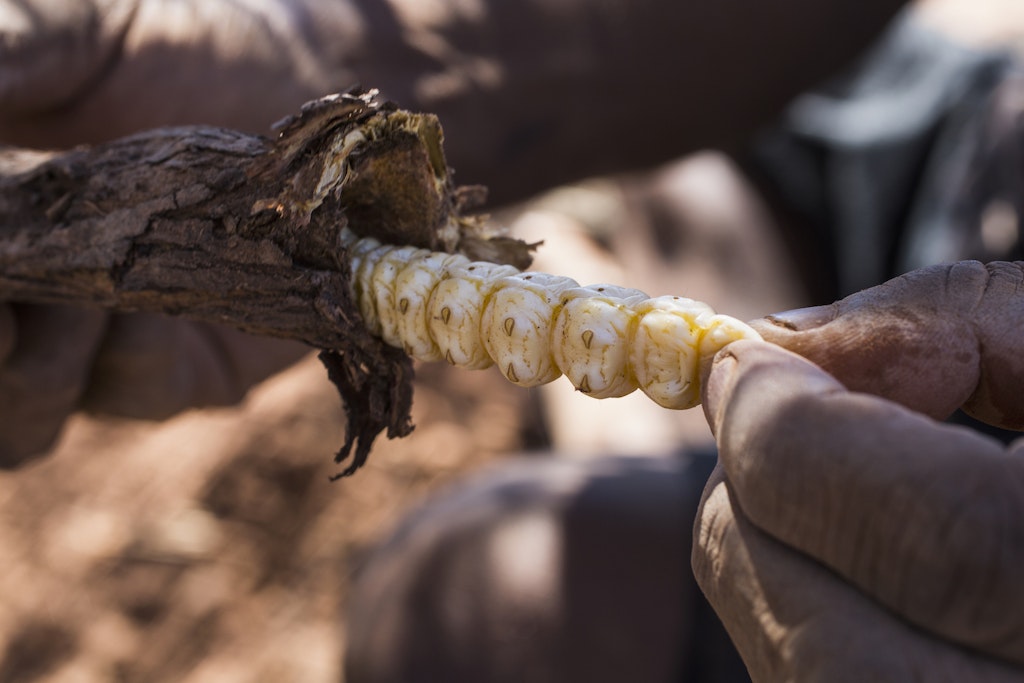 The truth about Australia’s bush tucker – Lonely Planet - Lonely Planet