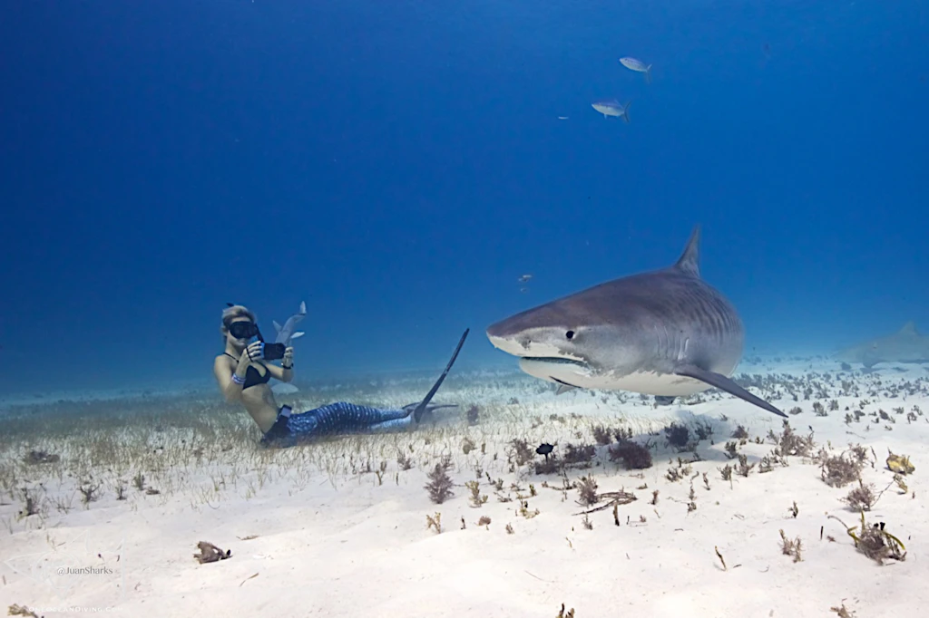The top 7 places to dive with sharks - Lonely Planet