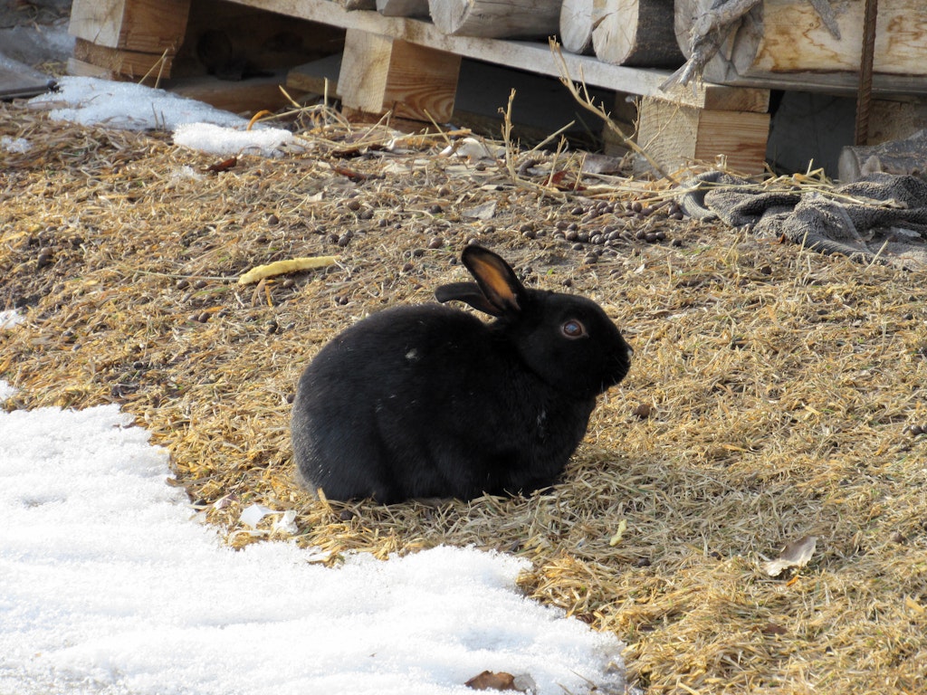 The town of Canmore is overrun with adorable rabbits - Lonely Planet