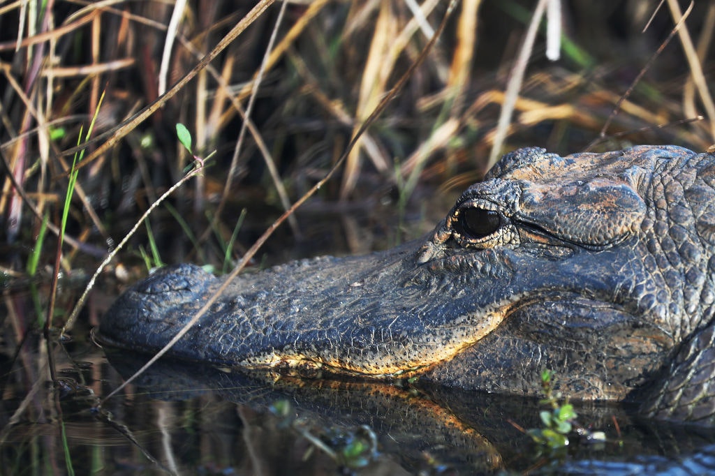 Three sustainable ways to experience the Everglades - Lonely Planet