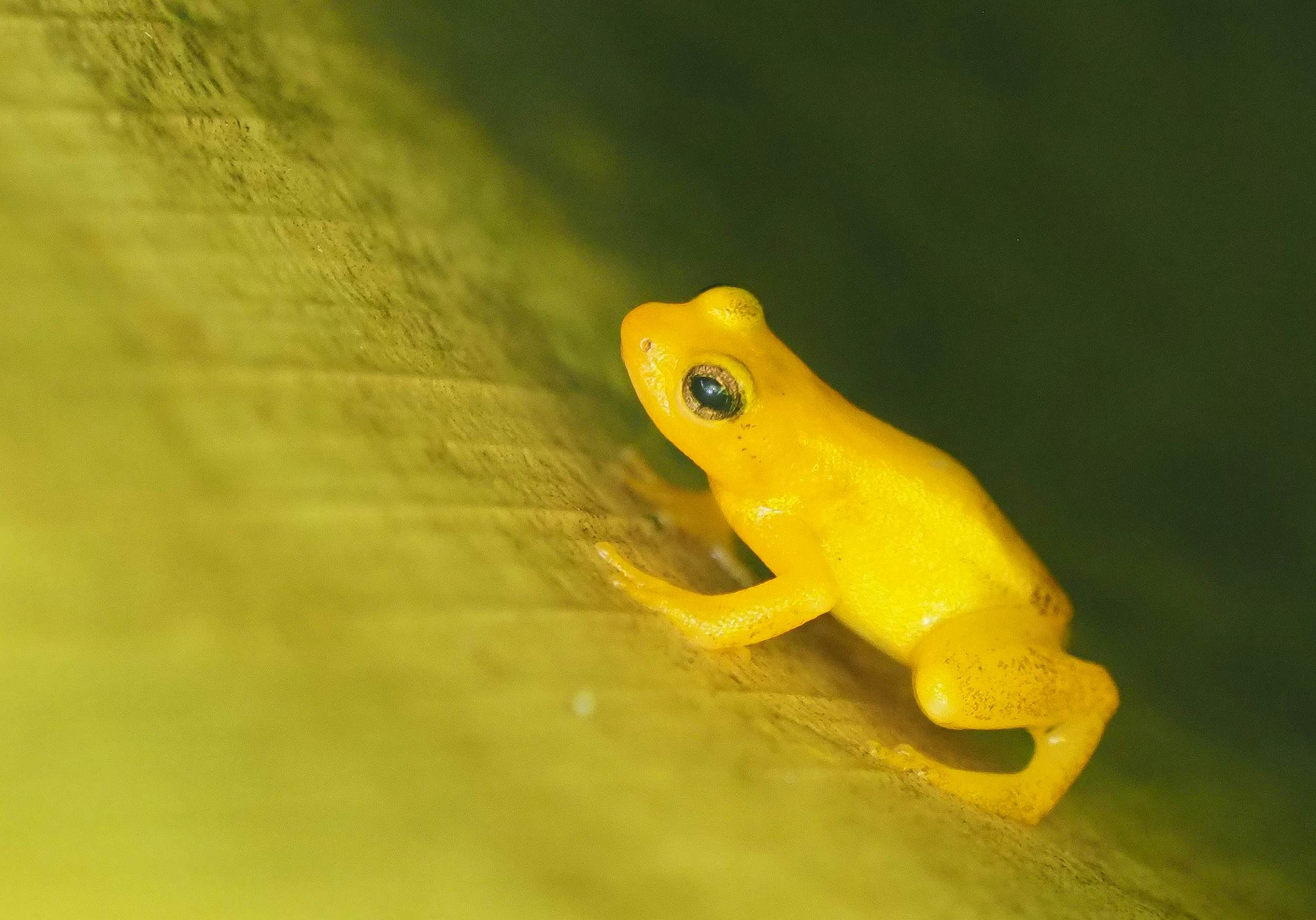 Where the wild things are: tracking Guyana’s iconic wildlife - Lonely ...