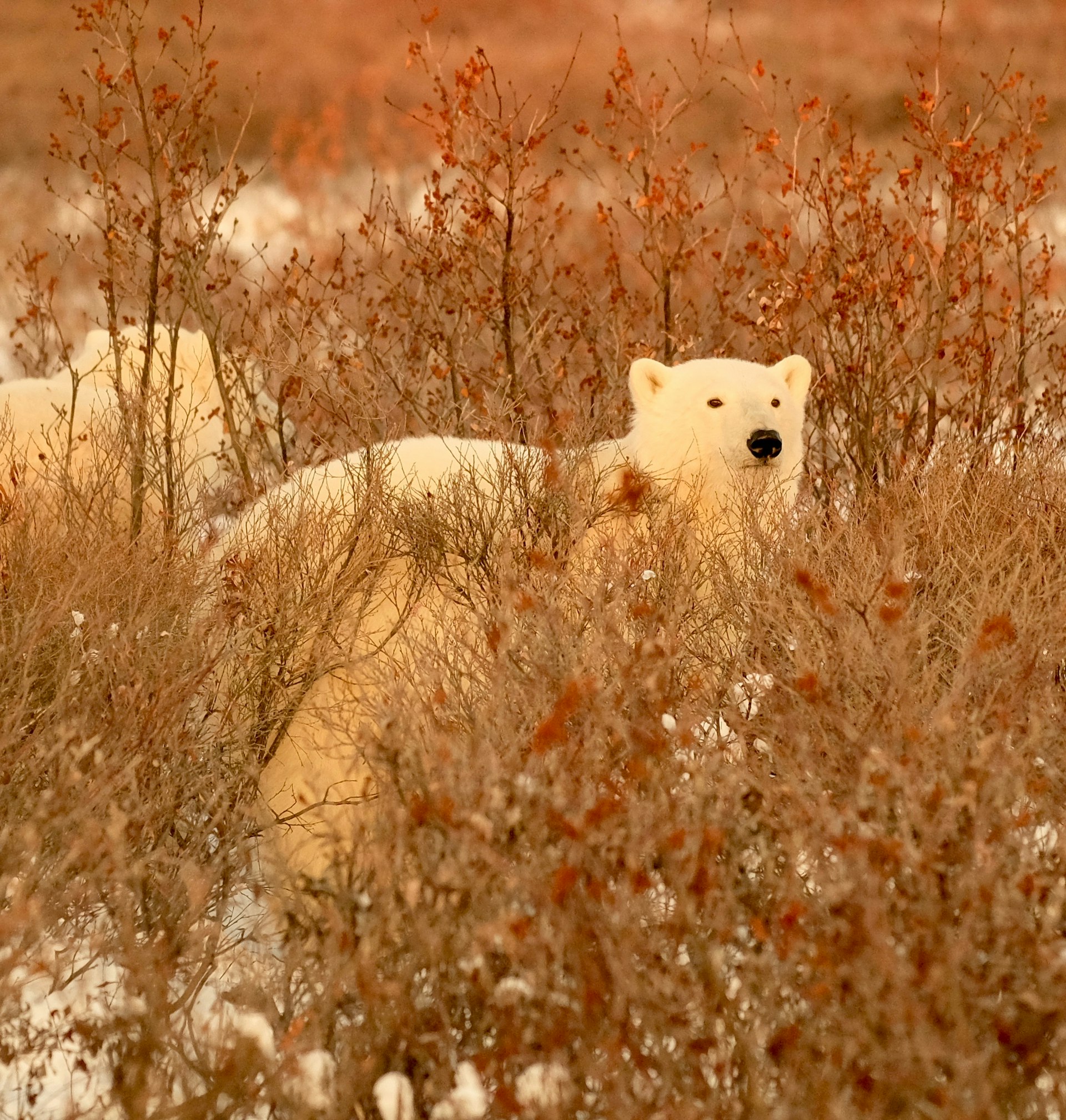 Leave Churchill behind to see Canada's polar bears up close – Lonely ...