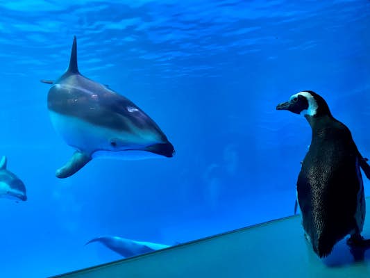 These penguins are practicing social distancing in Chicago - Lonely Planet
