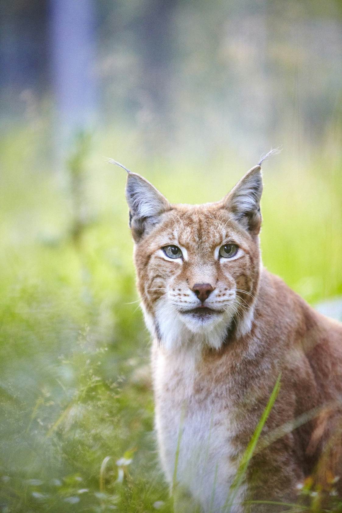 Reindeer, bears and elusive seals: Finland’s finest wildlife ...